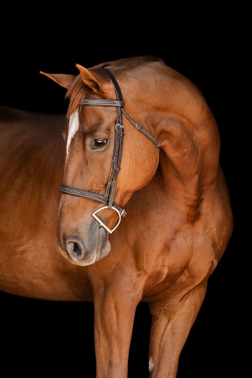 Louis & Easy | Honoring Lesson Horses | Intro to my Passion Project ...