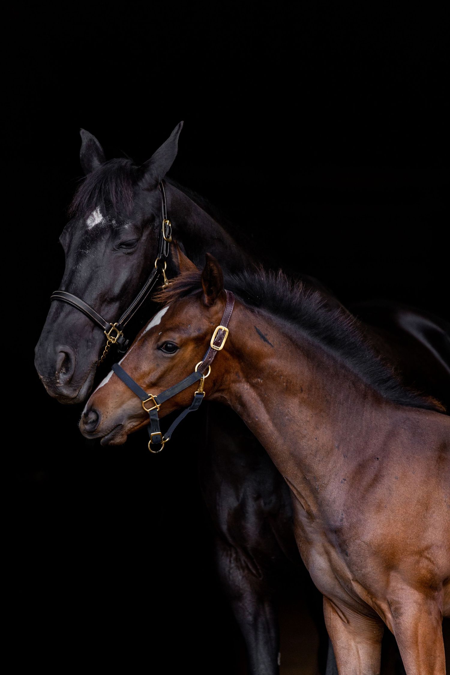 Nicole Tate Photography