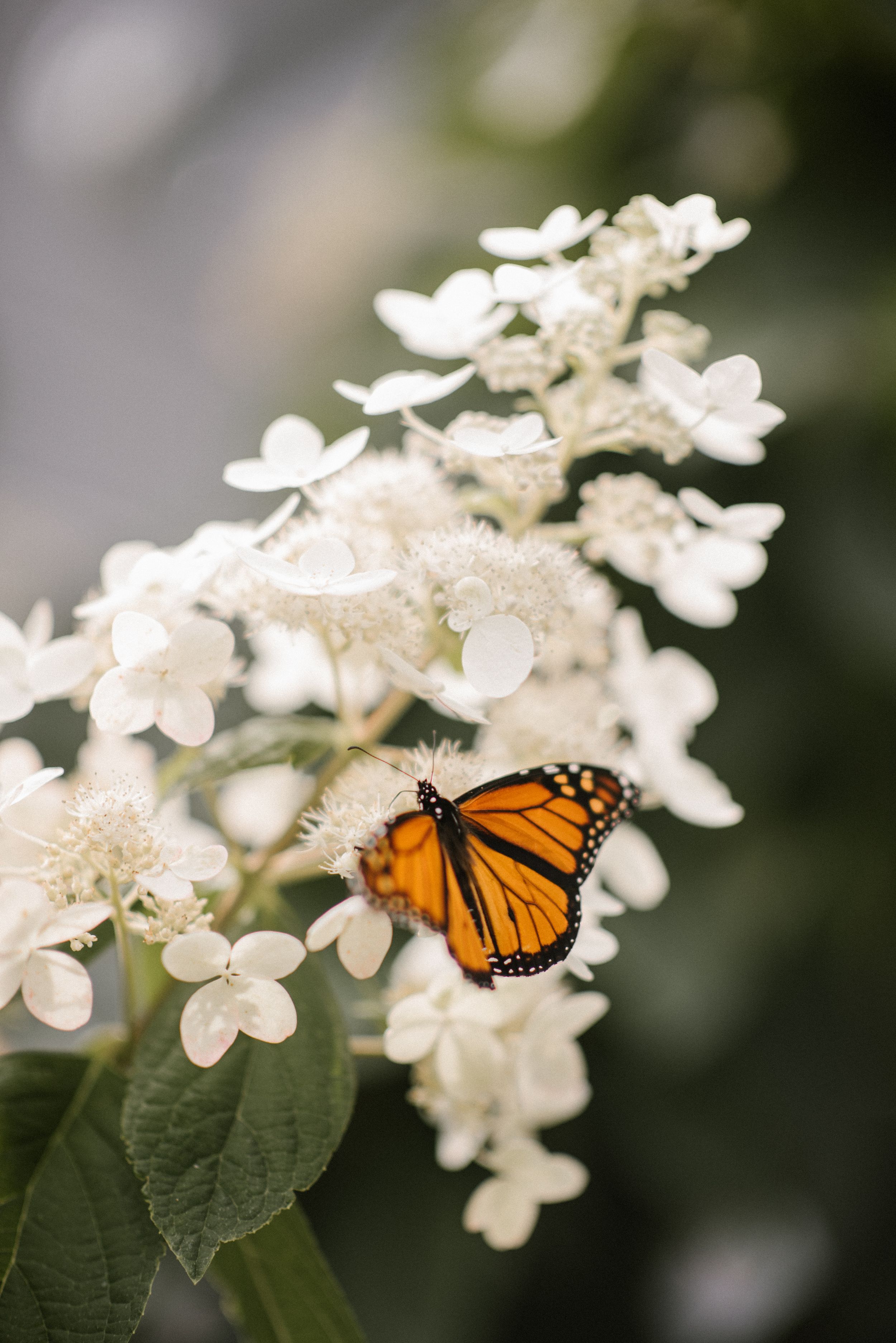 Juniper & Blush Photography