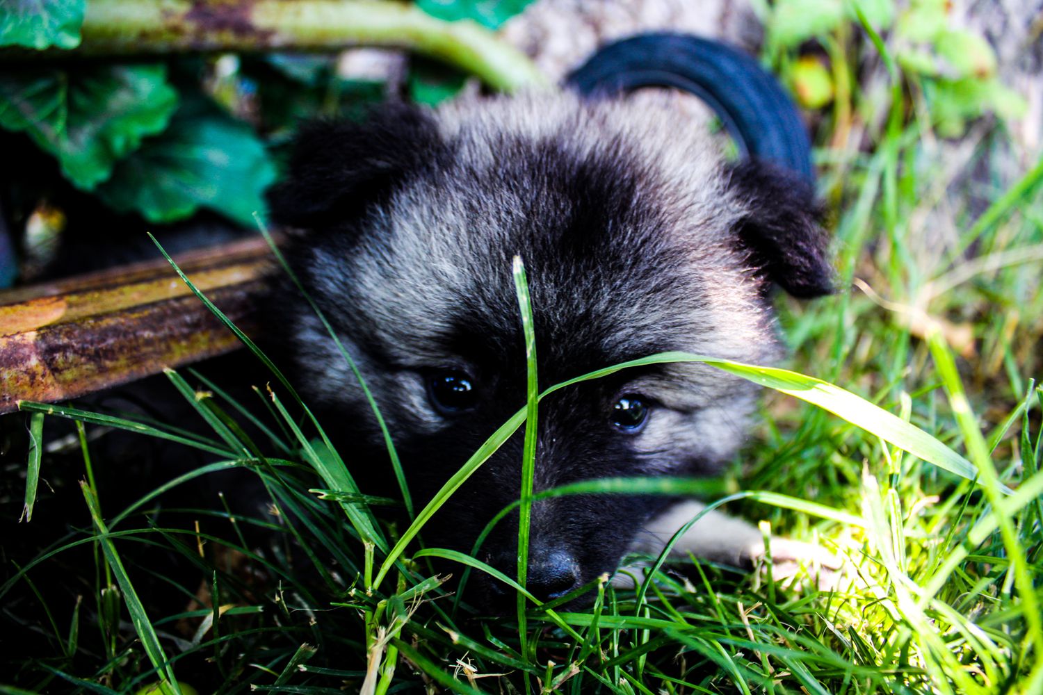 Pankonin Farm Kennel