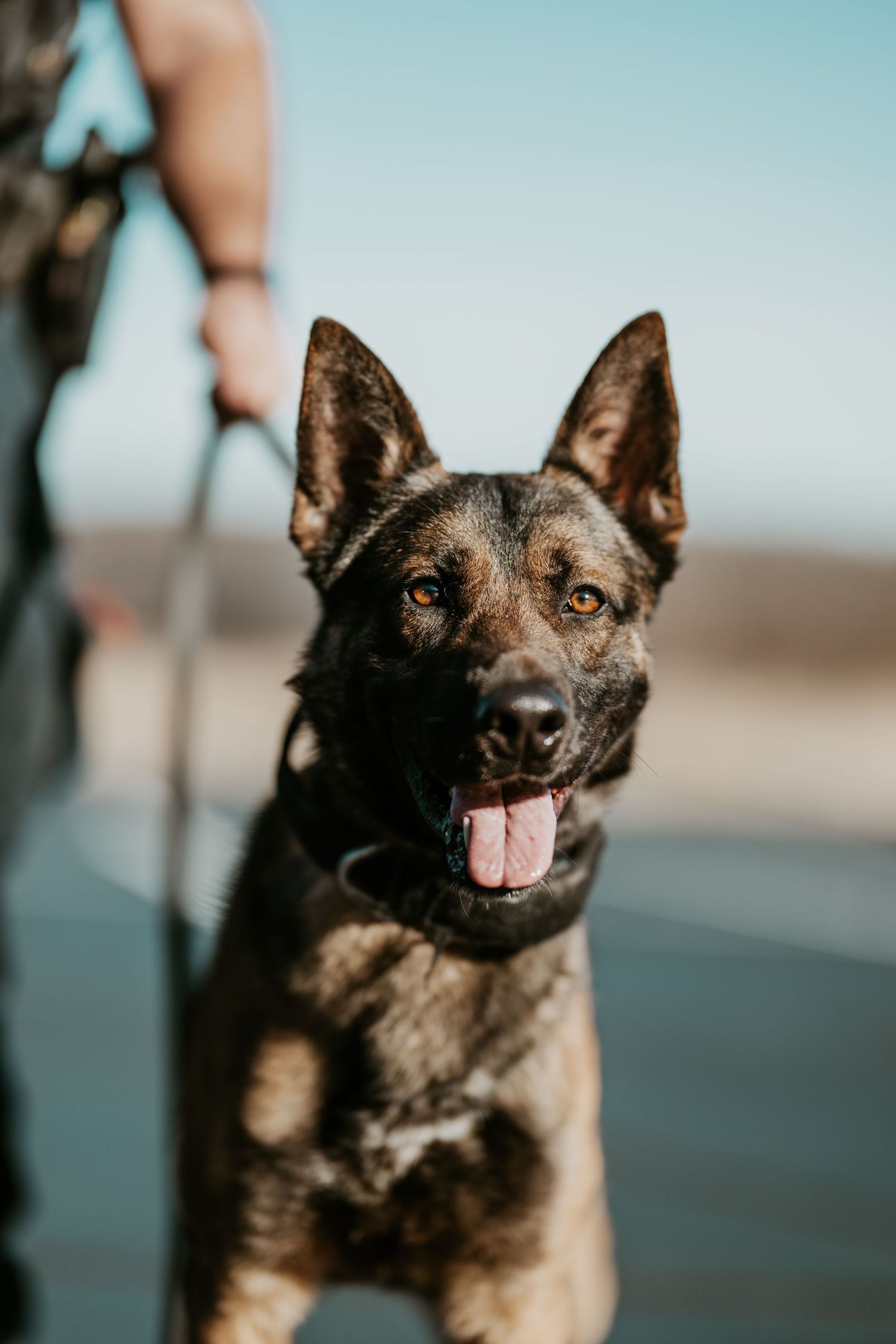 Contact - Badge and Bark Photography