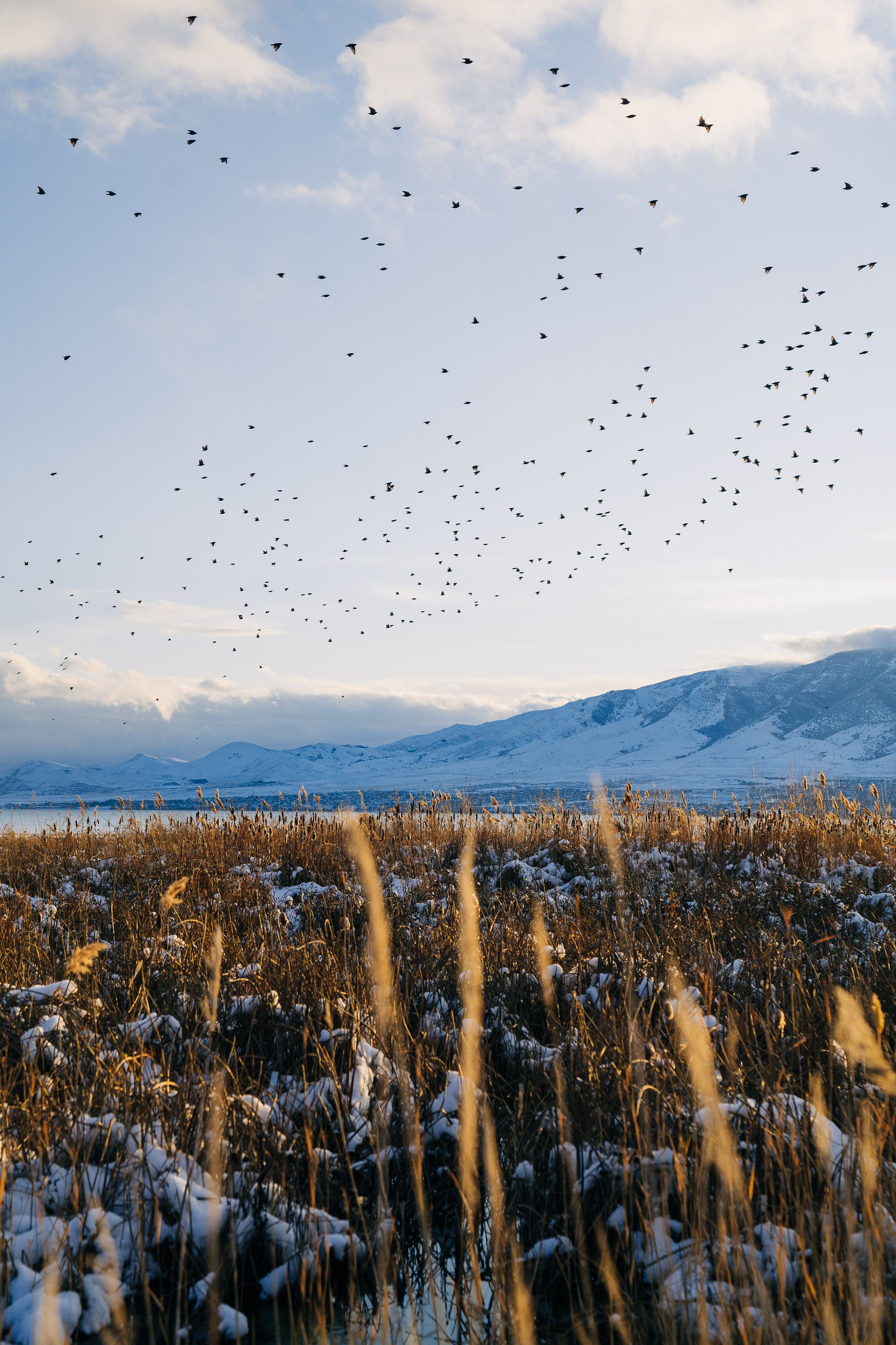 Snowbound Serenity - Felicia Lynne Lee Photography