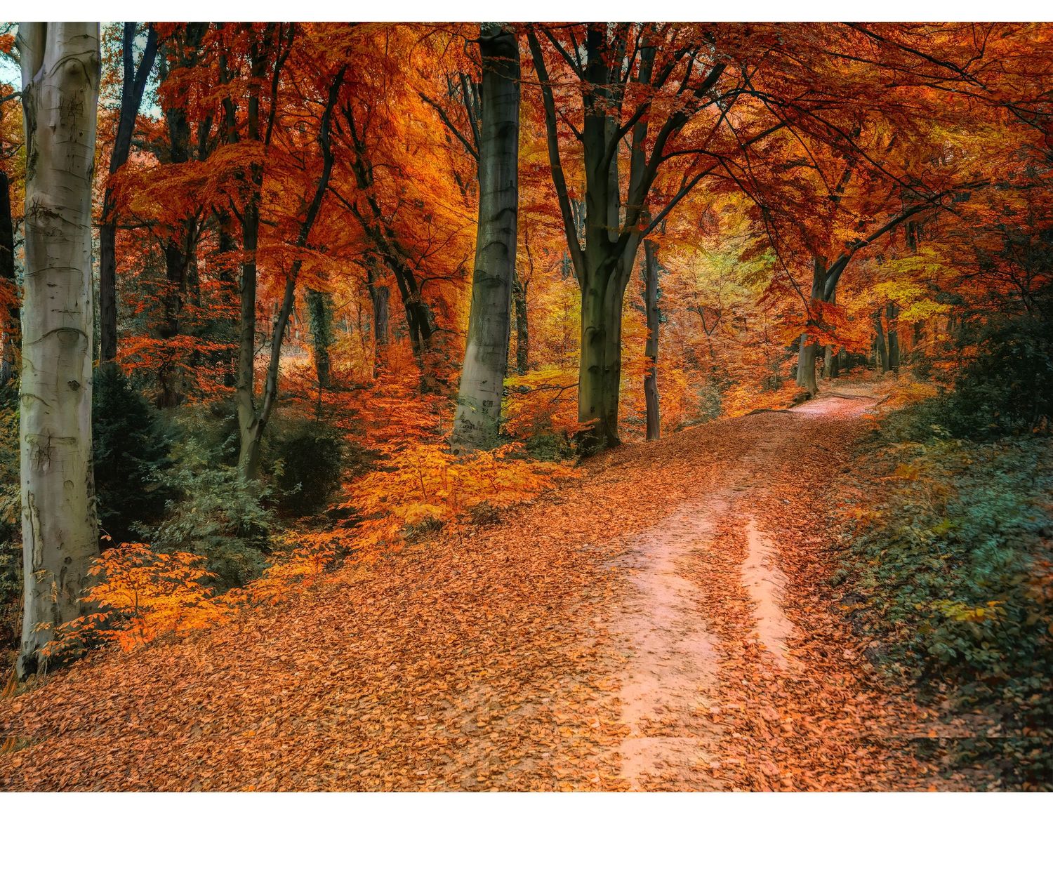 Experience Copy - Jennifer Mitchell Photography