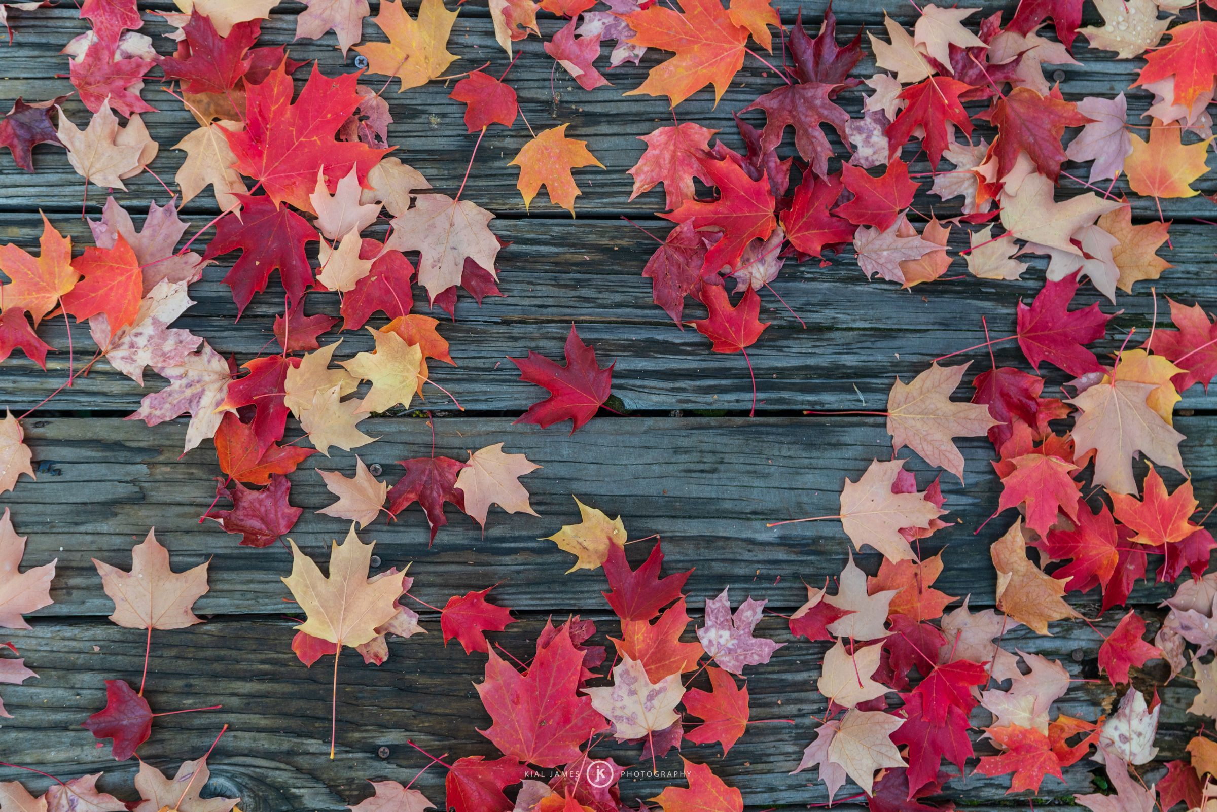 Nevada City Fall Color Map - Kial James Photography | Commercial ...