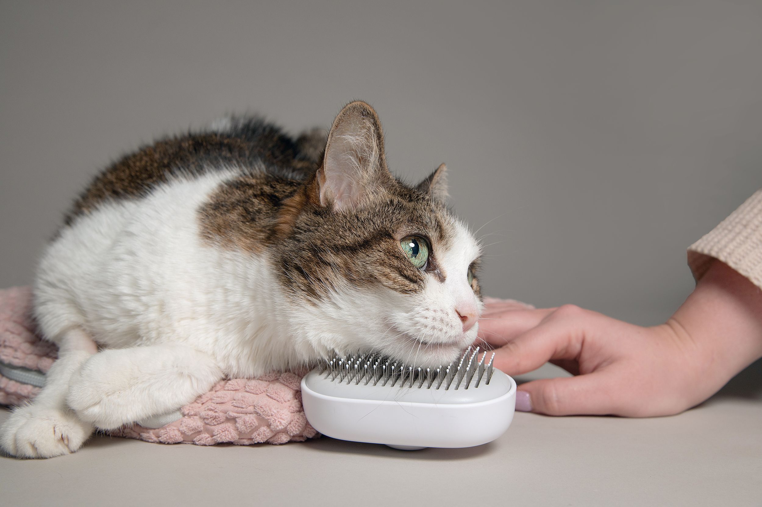 Cat Photo Sessions in Studio Information & Booking - Tonya Perme ...
