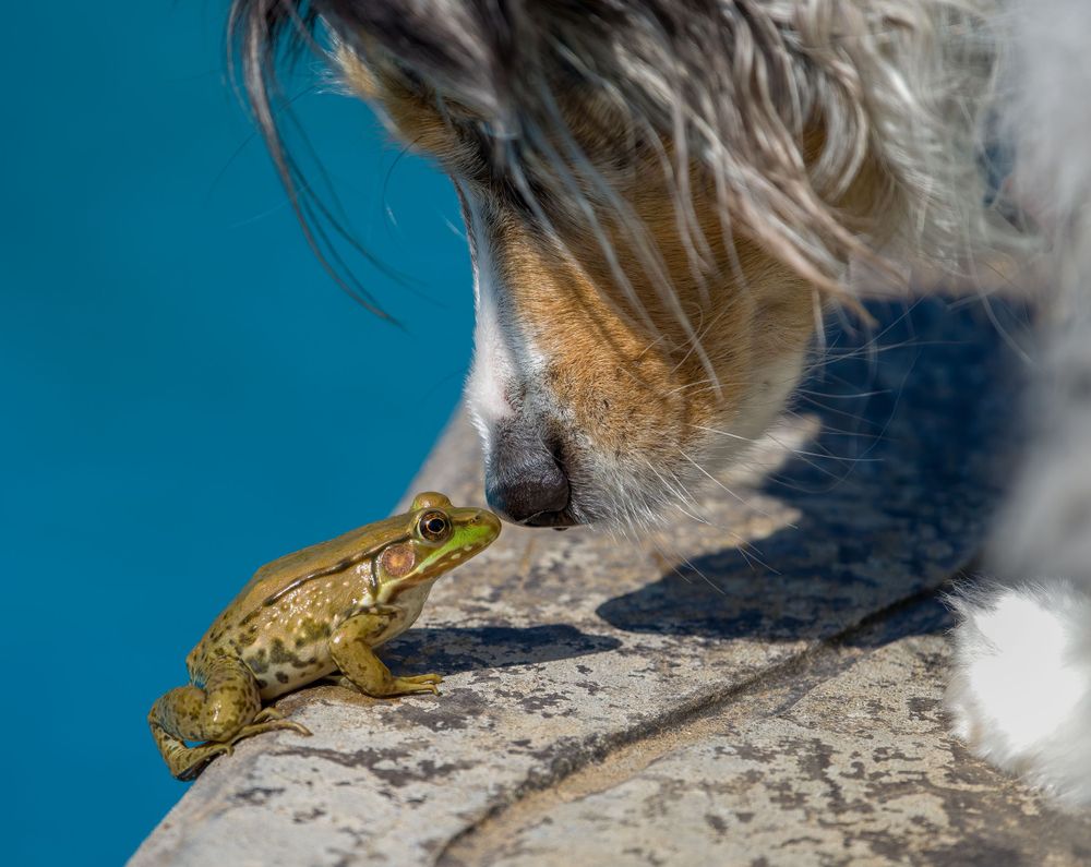 Client Gallery - Wildscapes and Whiskers by Jo Gryniewicz