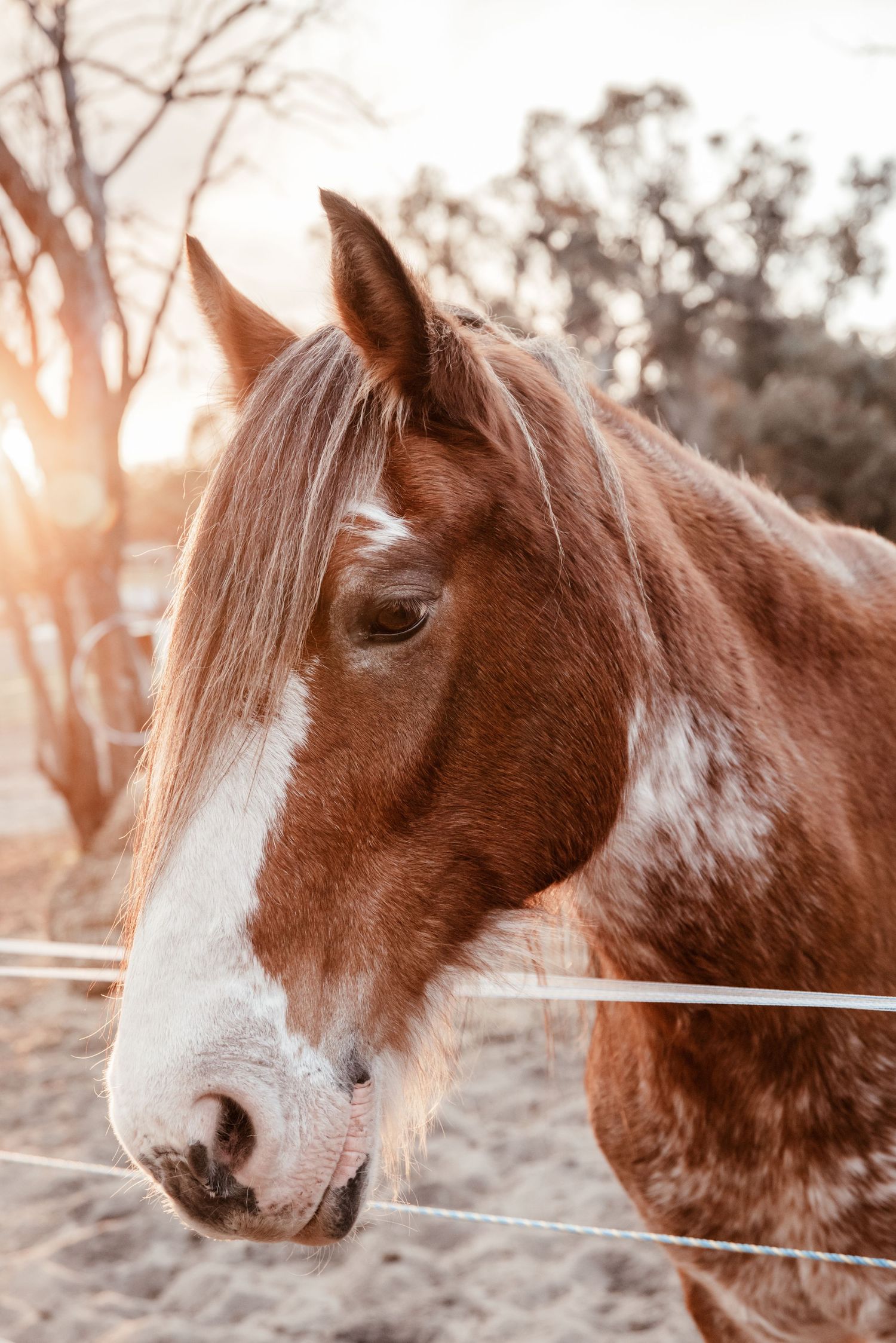 Equine - Marie-Paige Photography