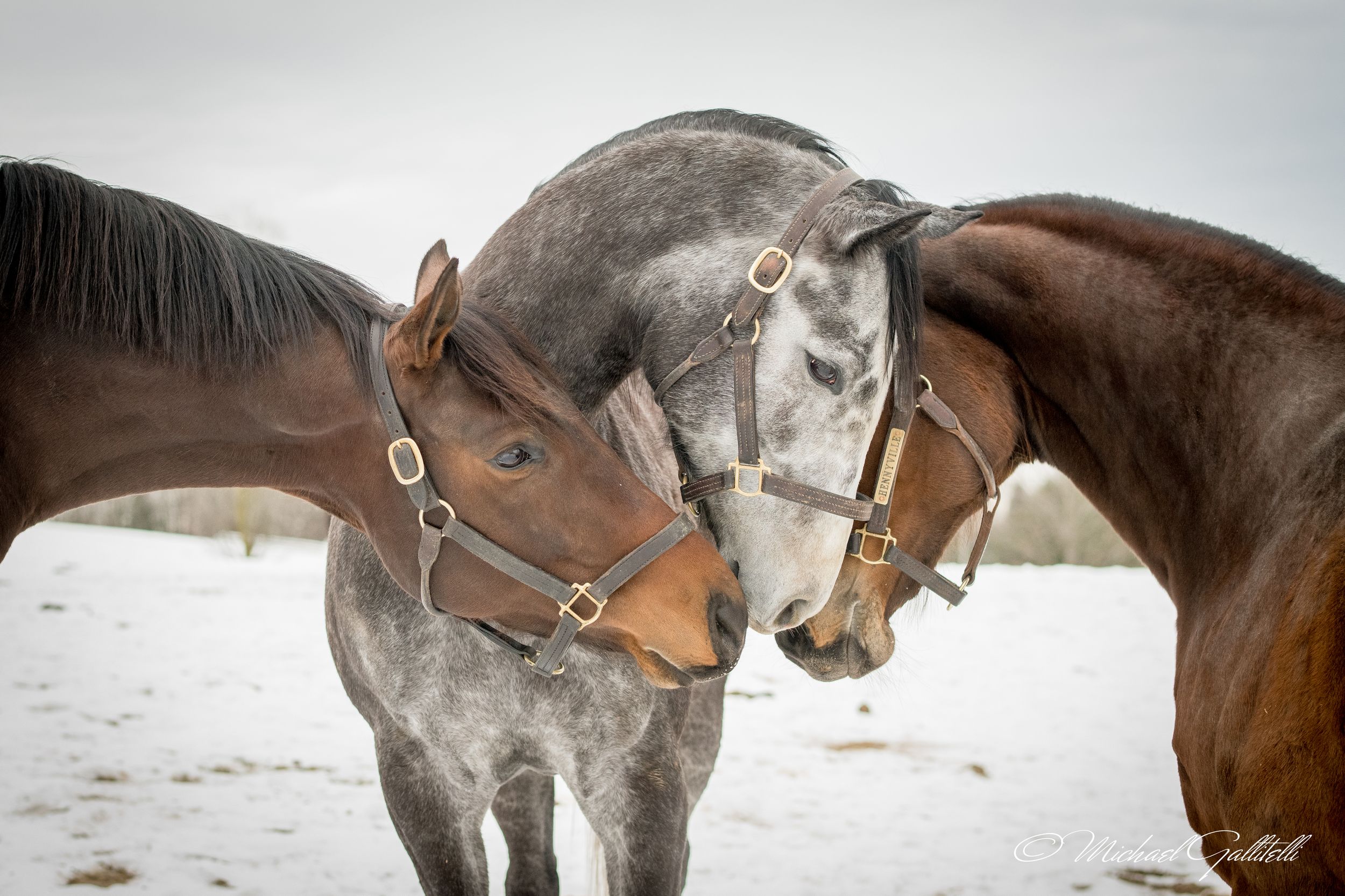 Equestrian shooting fee - Metroland Photo, Inc
