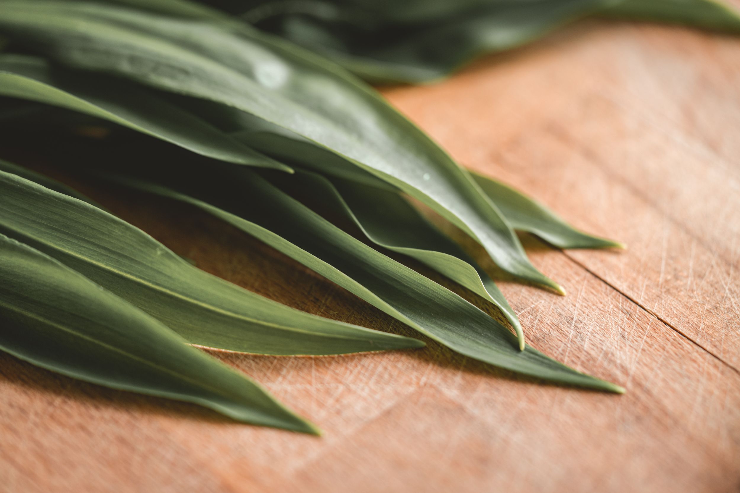 Wild Garlic - The Grizzly Forager: The Definitive Guide to Foraging ...