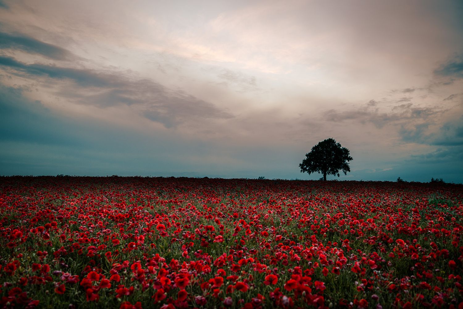Contact - Scudder Photography