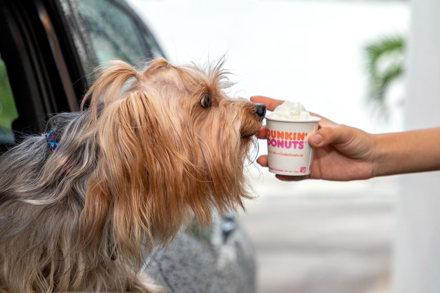 MARCAS - ANA ABDO FOTOGRAFÍA CANINA