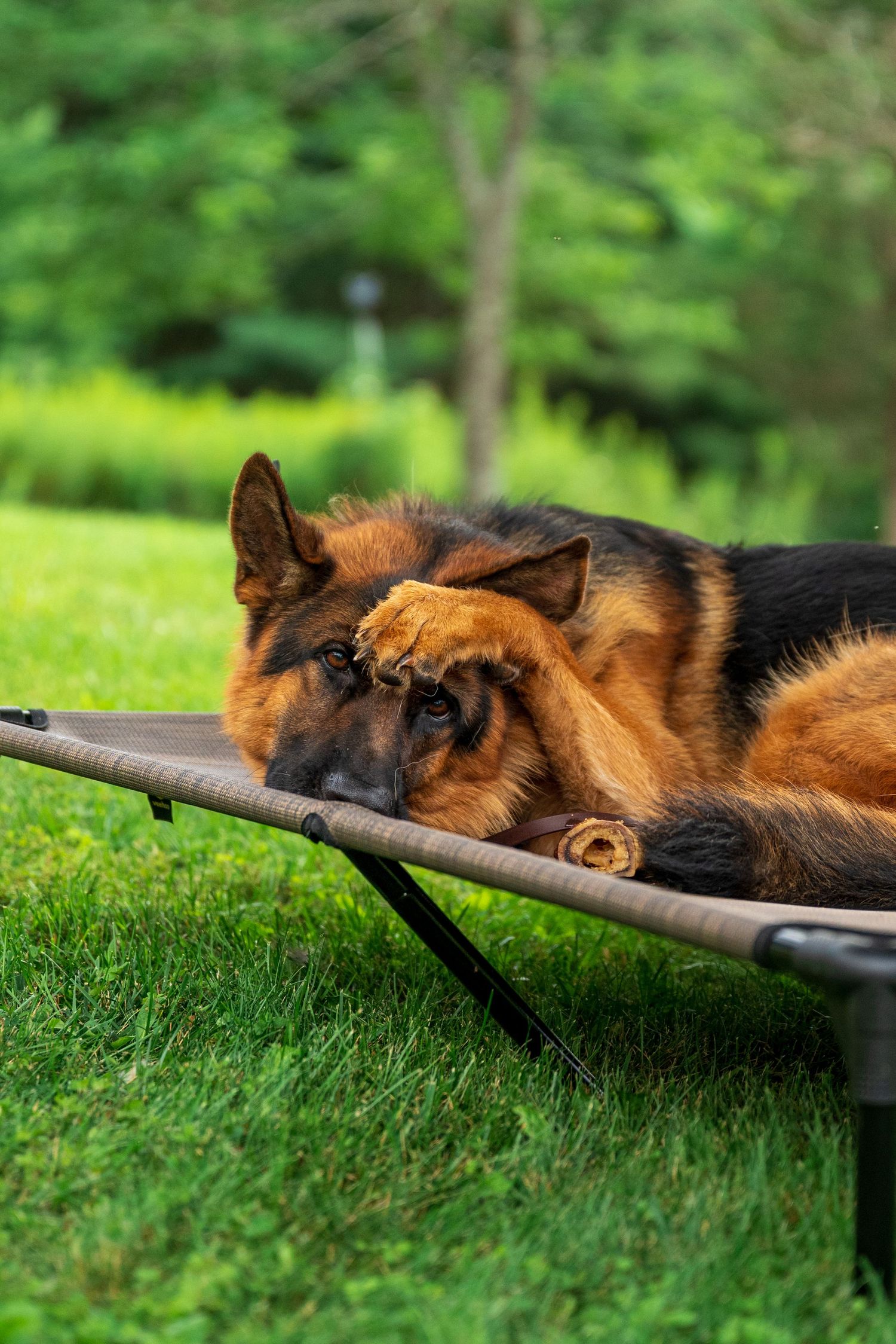 Animals - Jimmy Hayden Photography