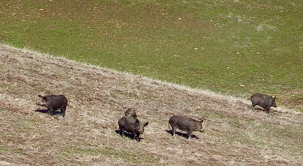 pig-hunting - Platinum Adventures Guide Service