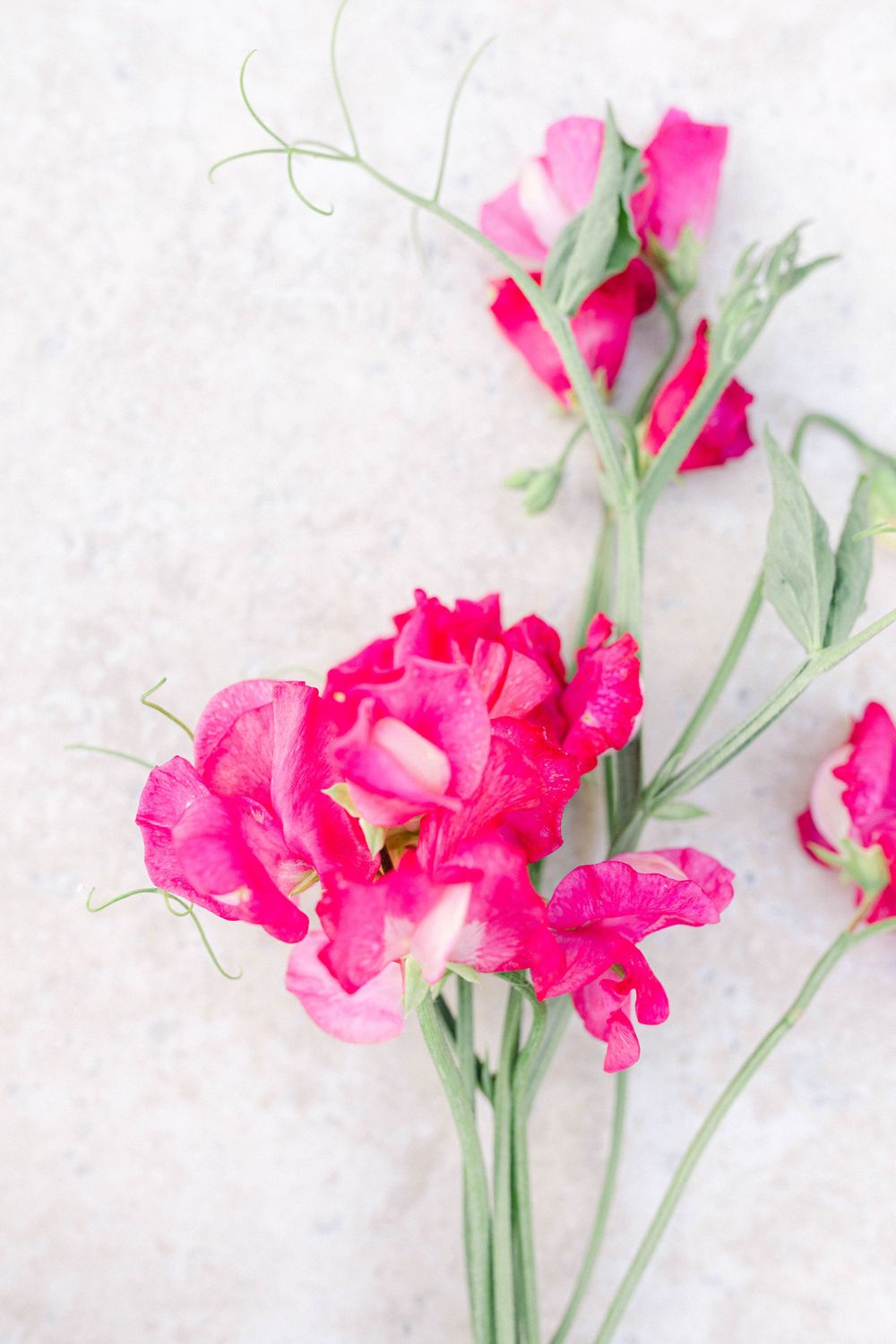 For the love of sweet peas - Ruby Moon