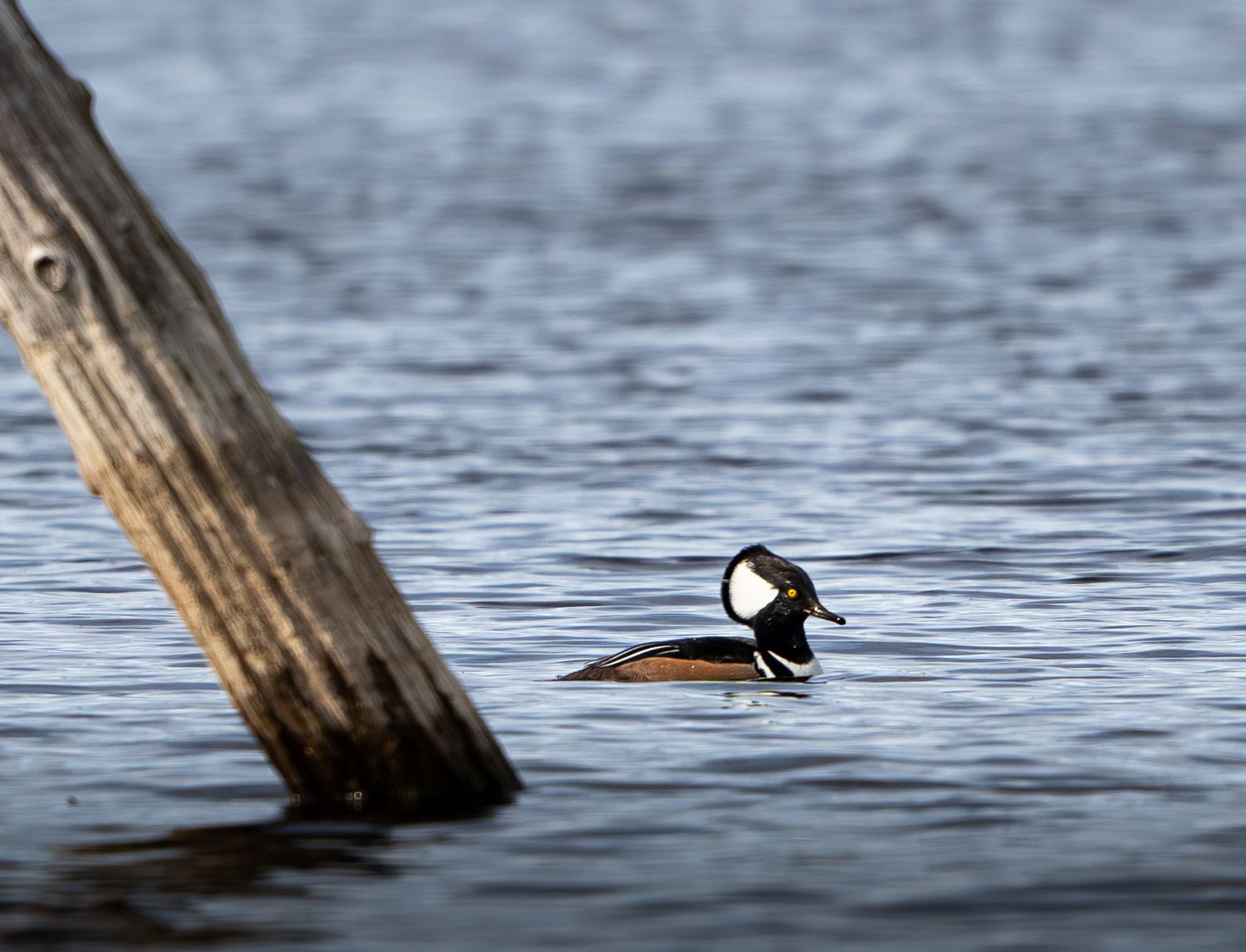 Waterfowl On The River - Wildlife Photographer - Brandon Schultz ...