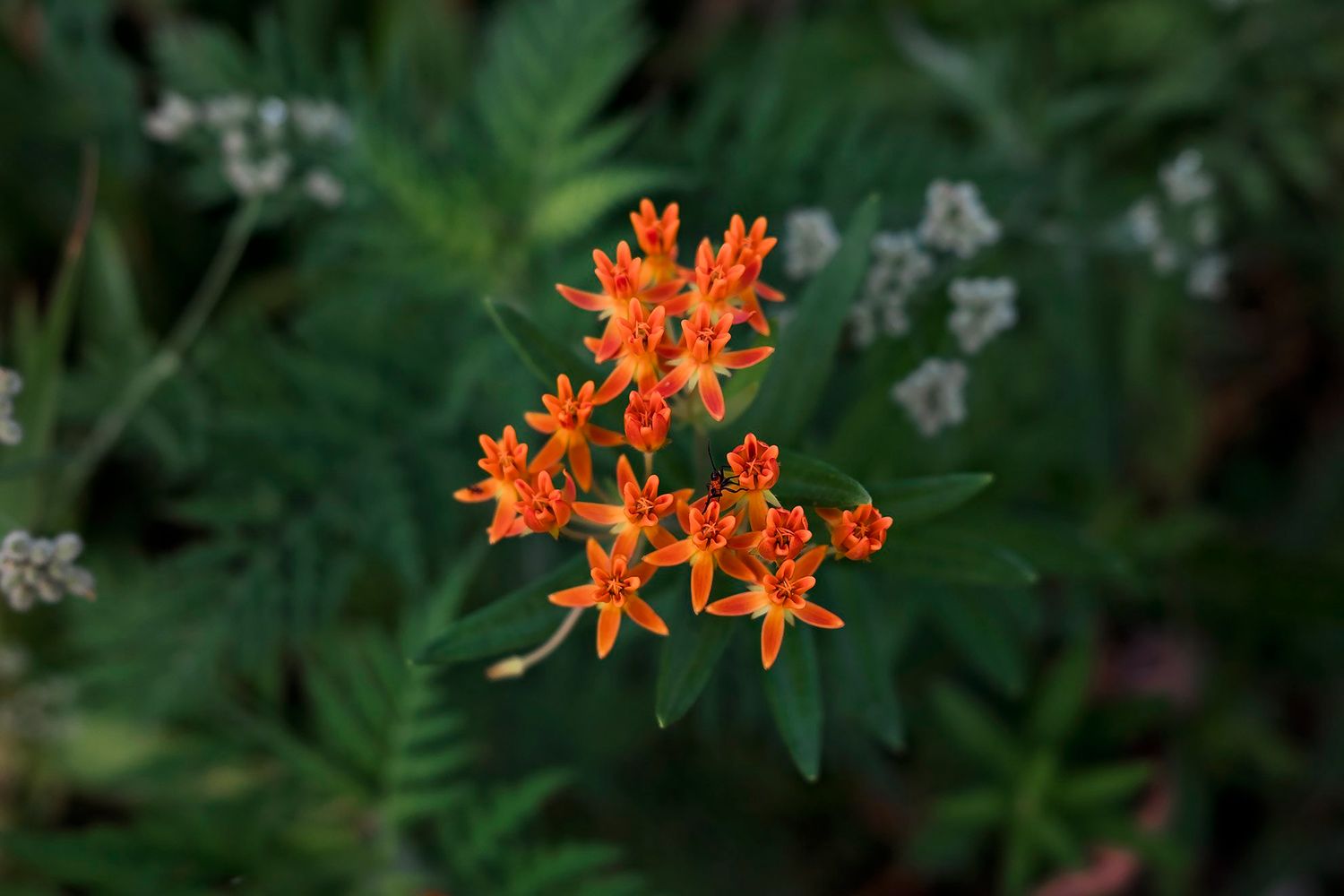 The Butterfly Weed - Lindsay Kuehne