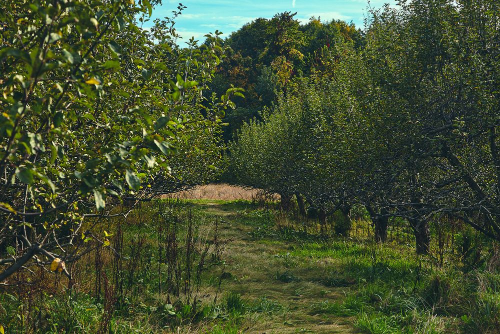 The Estate - Someplace Upstate