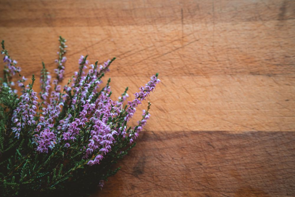 Heather - The Grizzly Forager: The Definitive Guide to Foraging with Kids