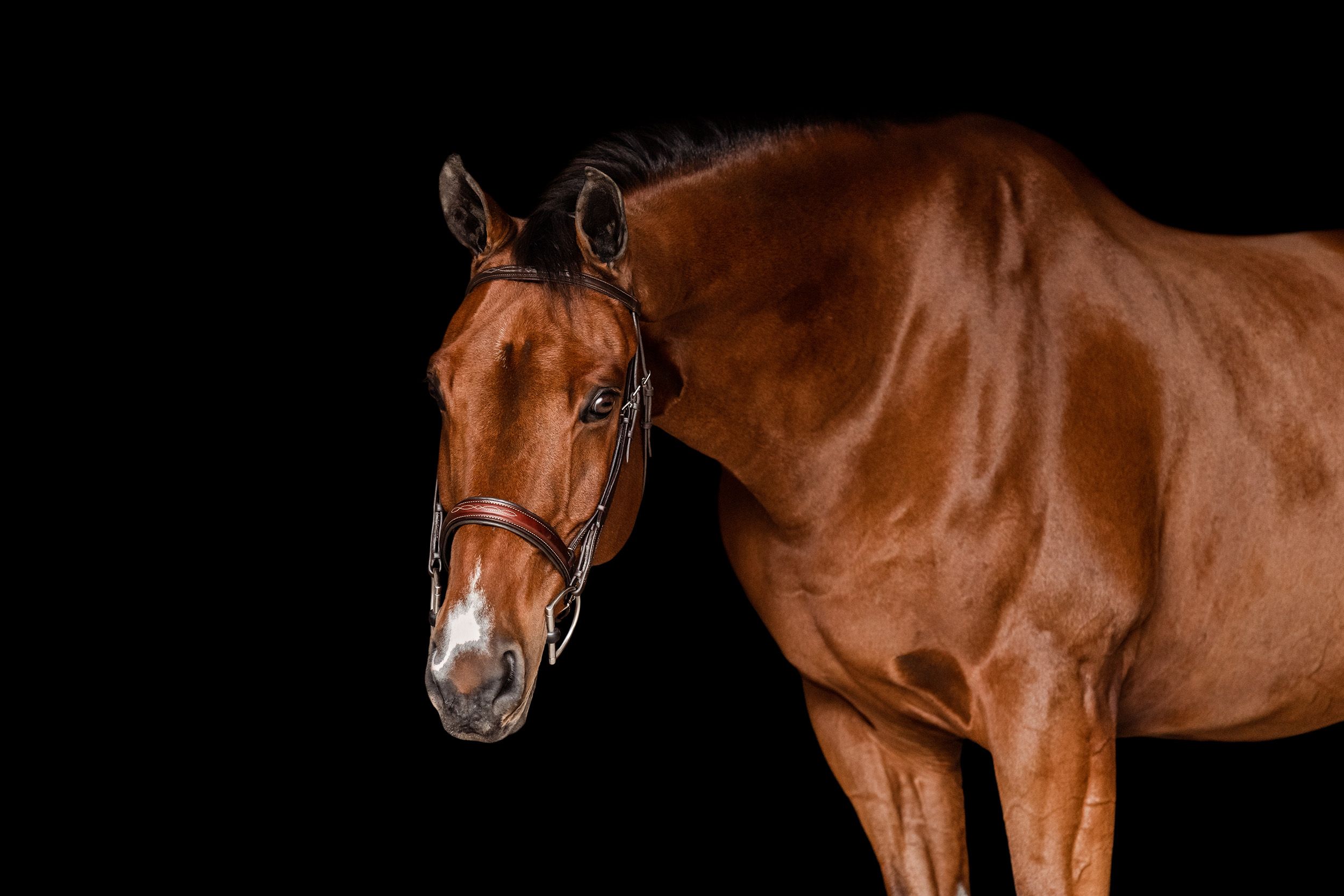 The Horses of Duffy-Housel Group Inc. | Black Background Portraits ...