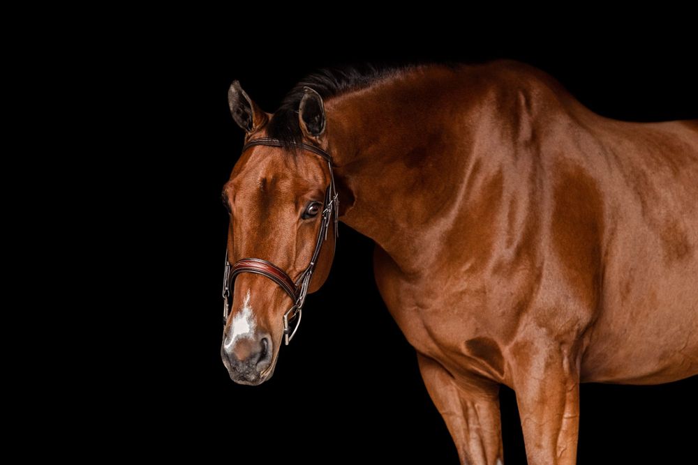 The Horses of Duffy-Housel Group Inc. | Black Background Portraits ...