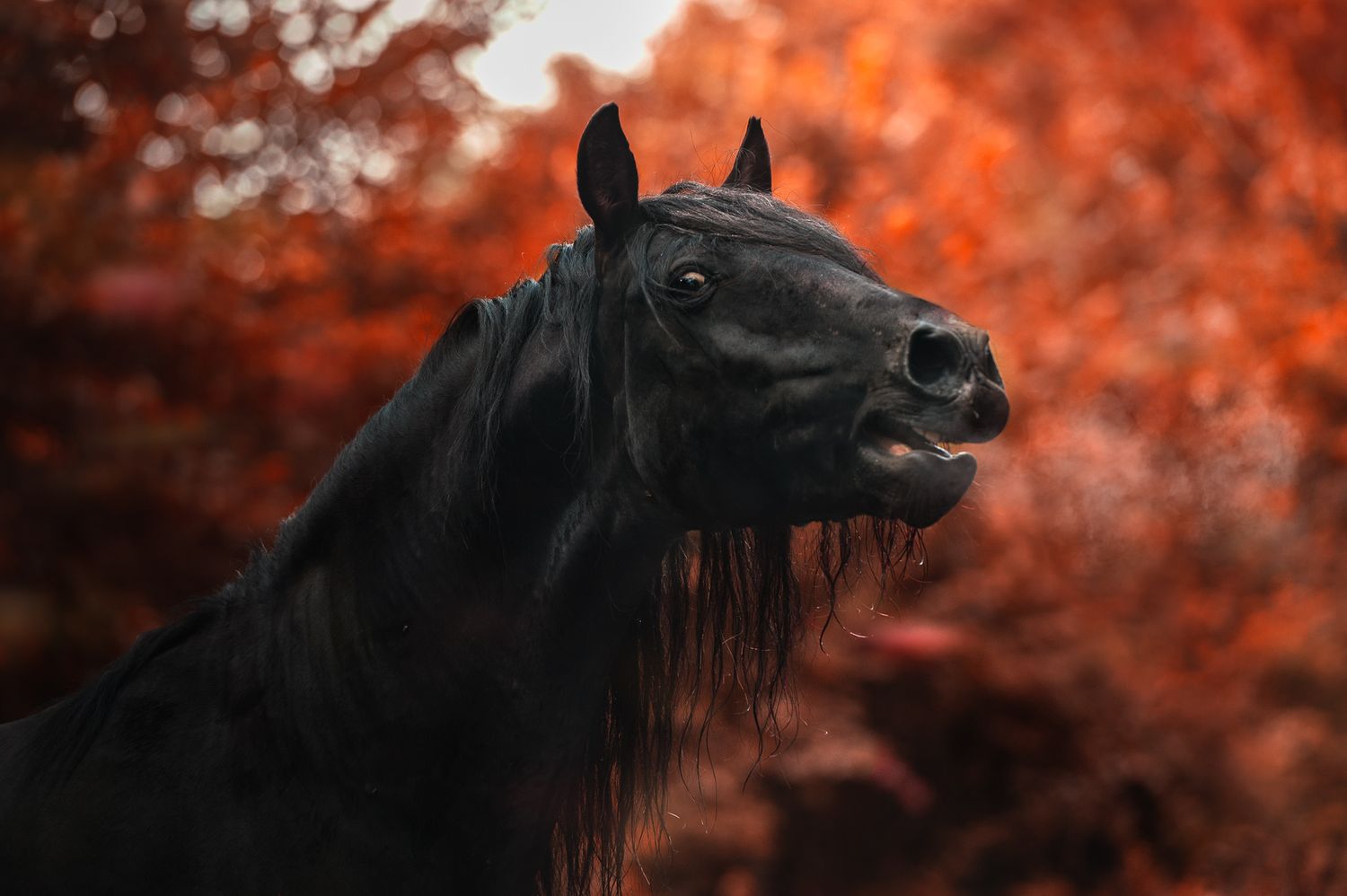 Certificat Cadeau - Horses' Art - Elsa MEIER