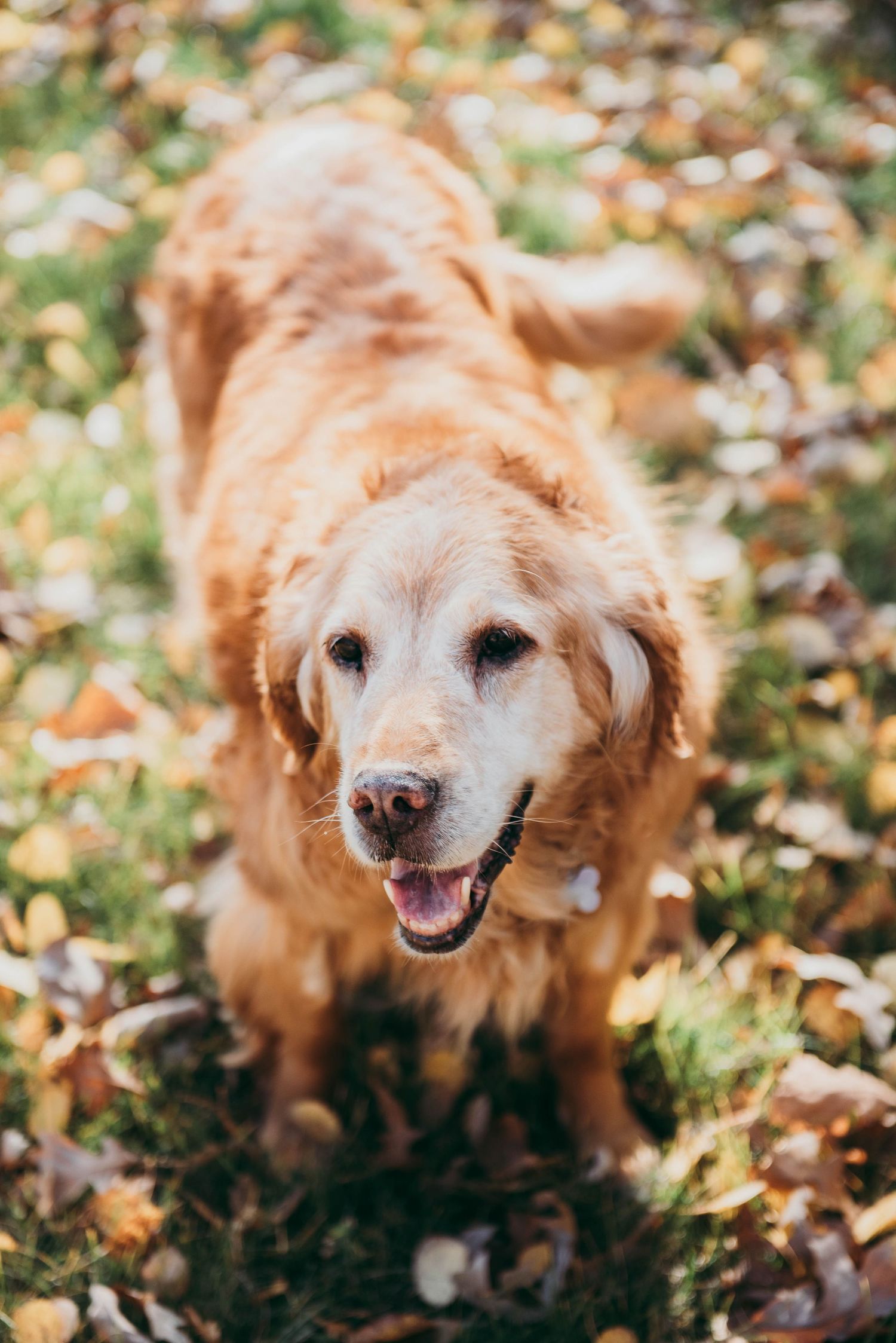 Lisa Douglas Photography