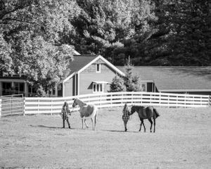 Equine - All Things Beautiful Photography
