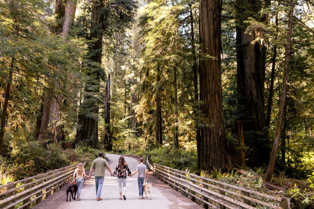 California Redwoods Family Session - Taylor Carpenter Photography