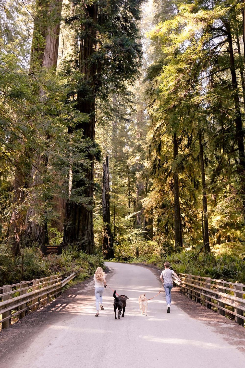 California Redwoods Family Session - Taylor Carpenter Photography