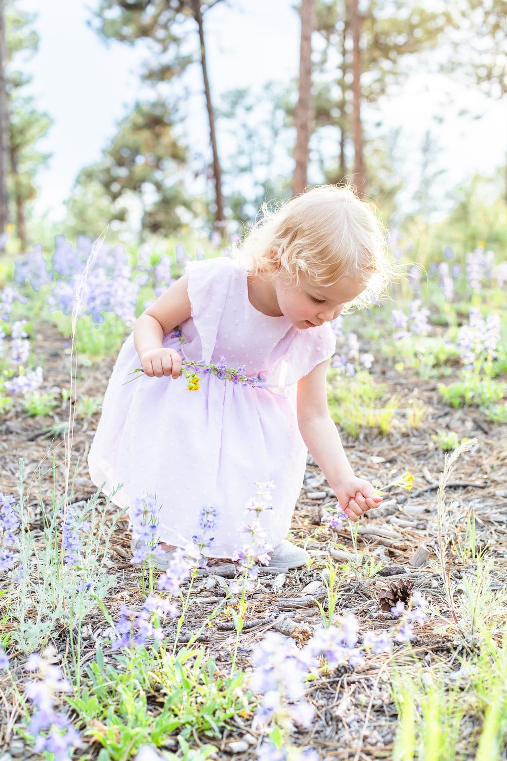 Colorado Springs Location Highlight: Black Forest Park / Colorado ...