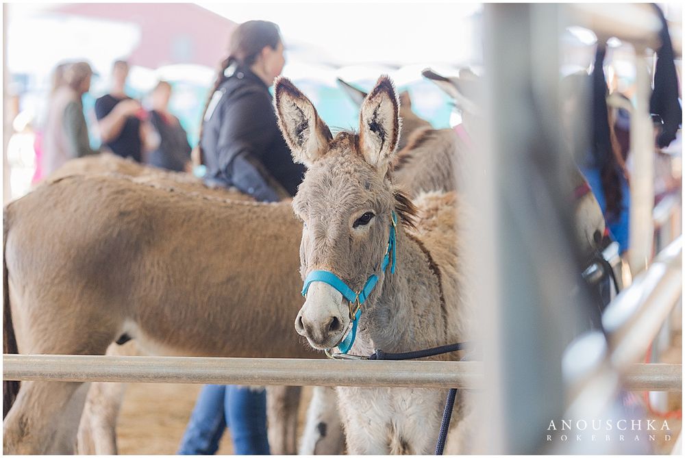 Arizona Burro Bonanza 2024 TIP Challenge - Equine, dog & wedding ...