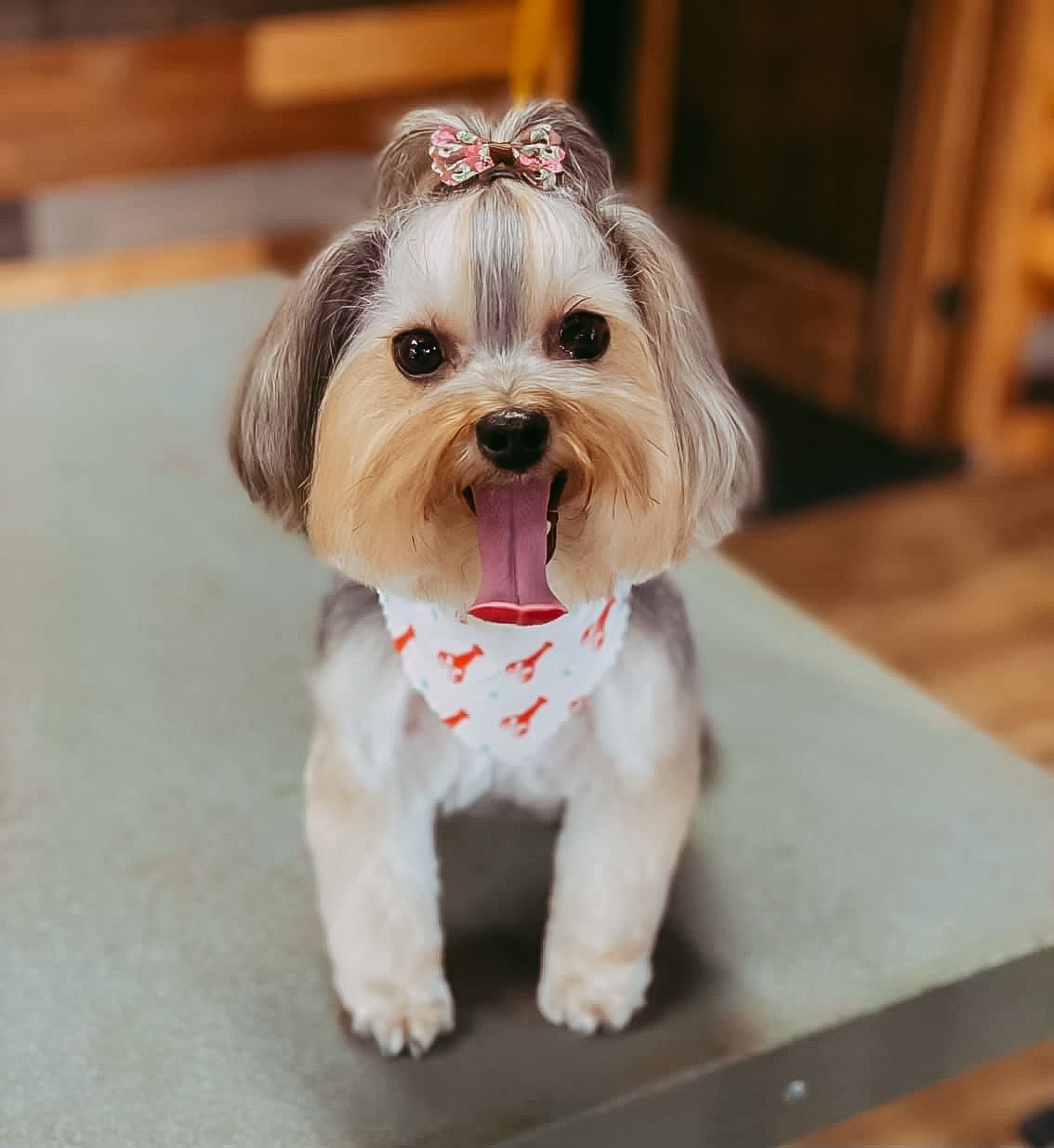 Portfolio - Pretty Paws Country Club