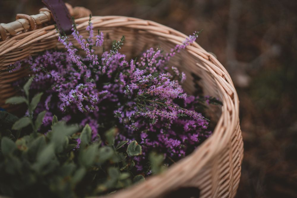 Foraging: All You Need To Know - The Grizzly Forager: The Definitive ...