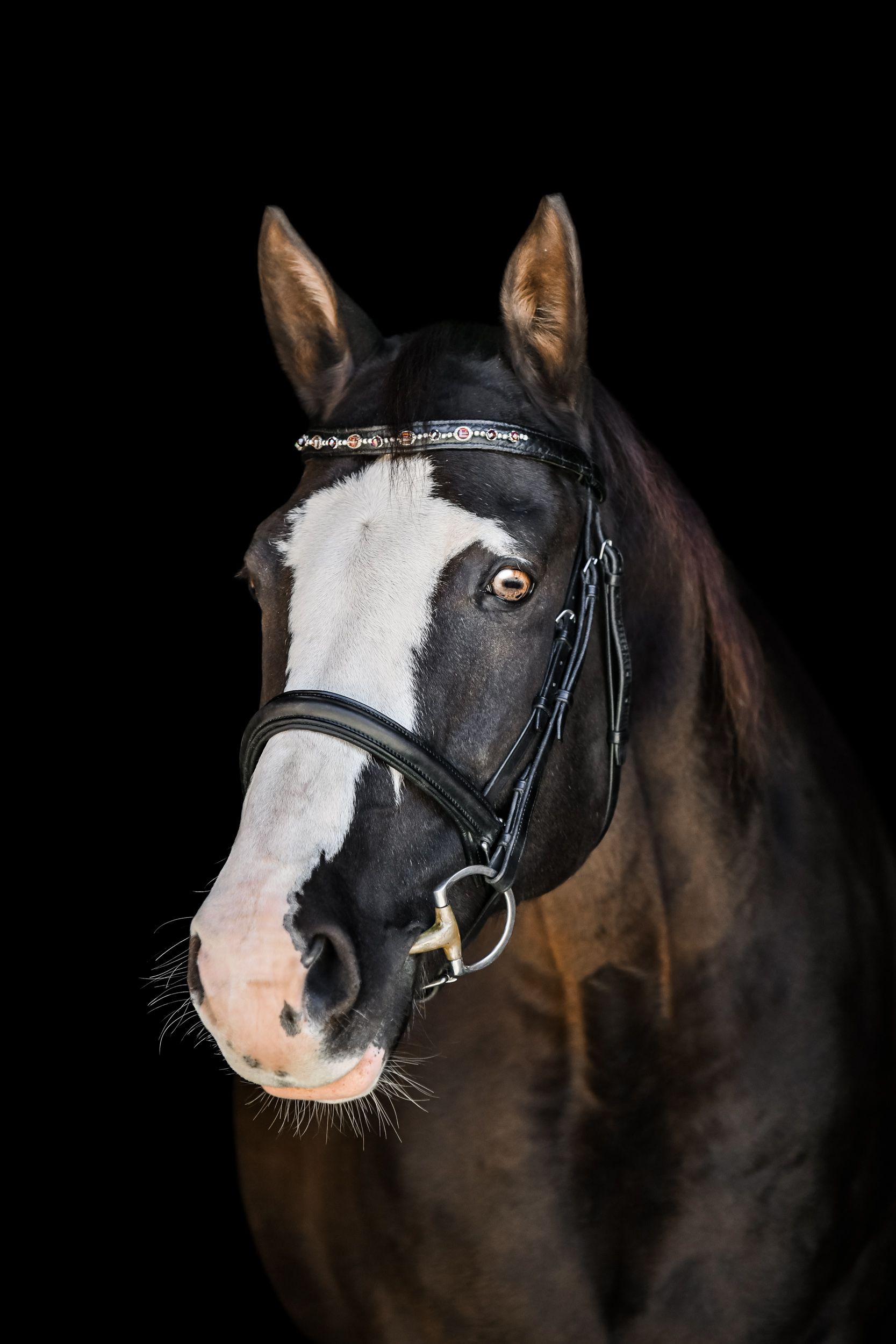Siege | Black Background Horse Portraits | Rochester, NY - Buffalo, WNY ...