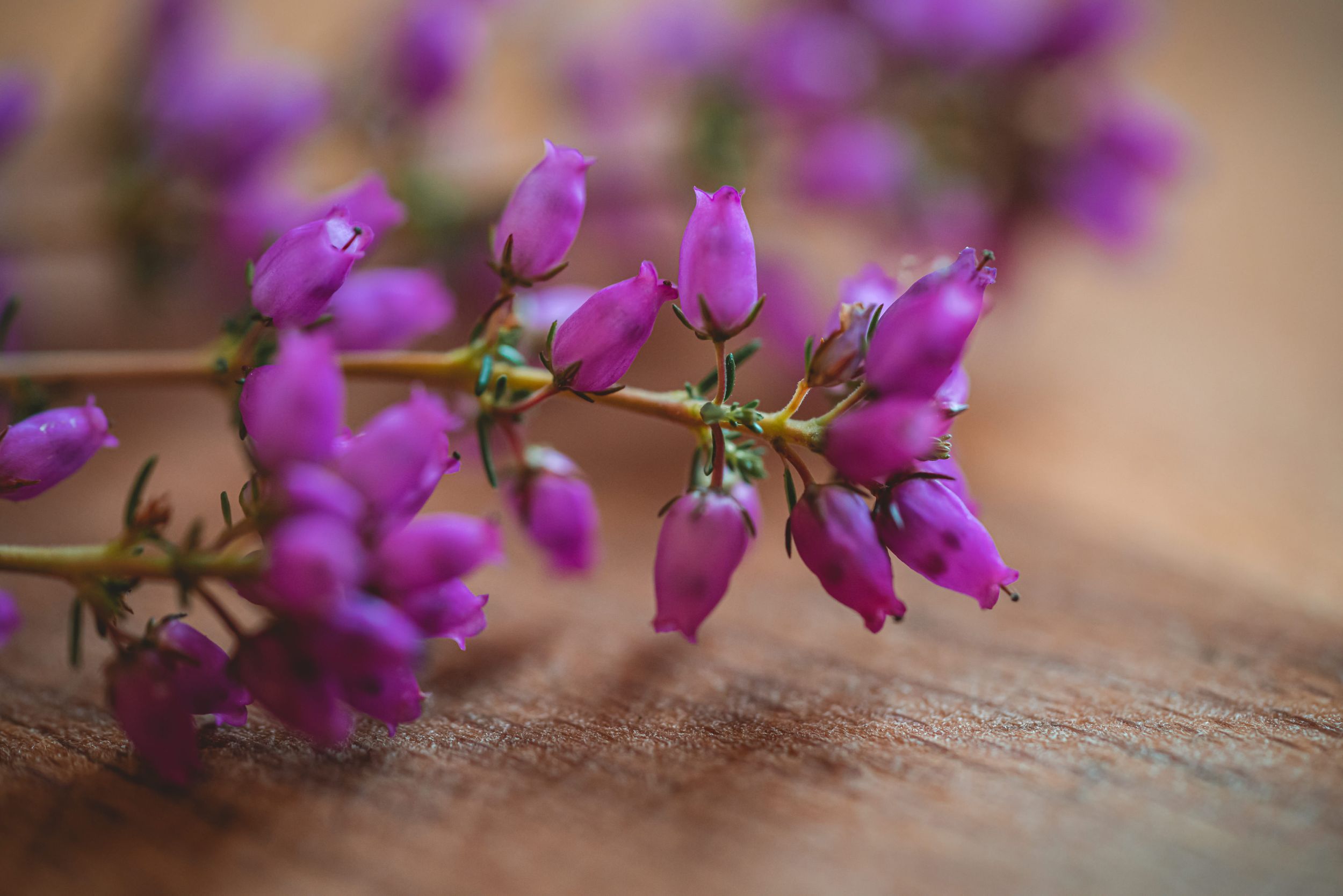 Heather - The Grizzly Forager: The Definitive Guide to Foraging with Kids
