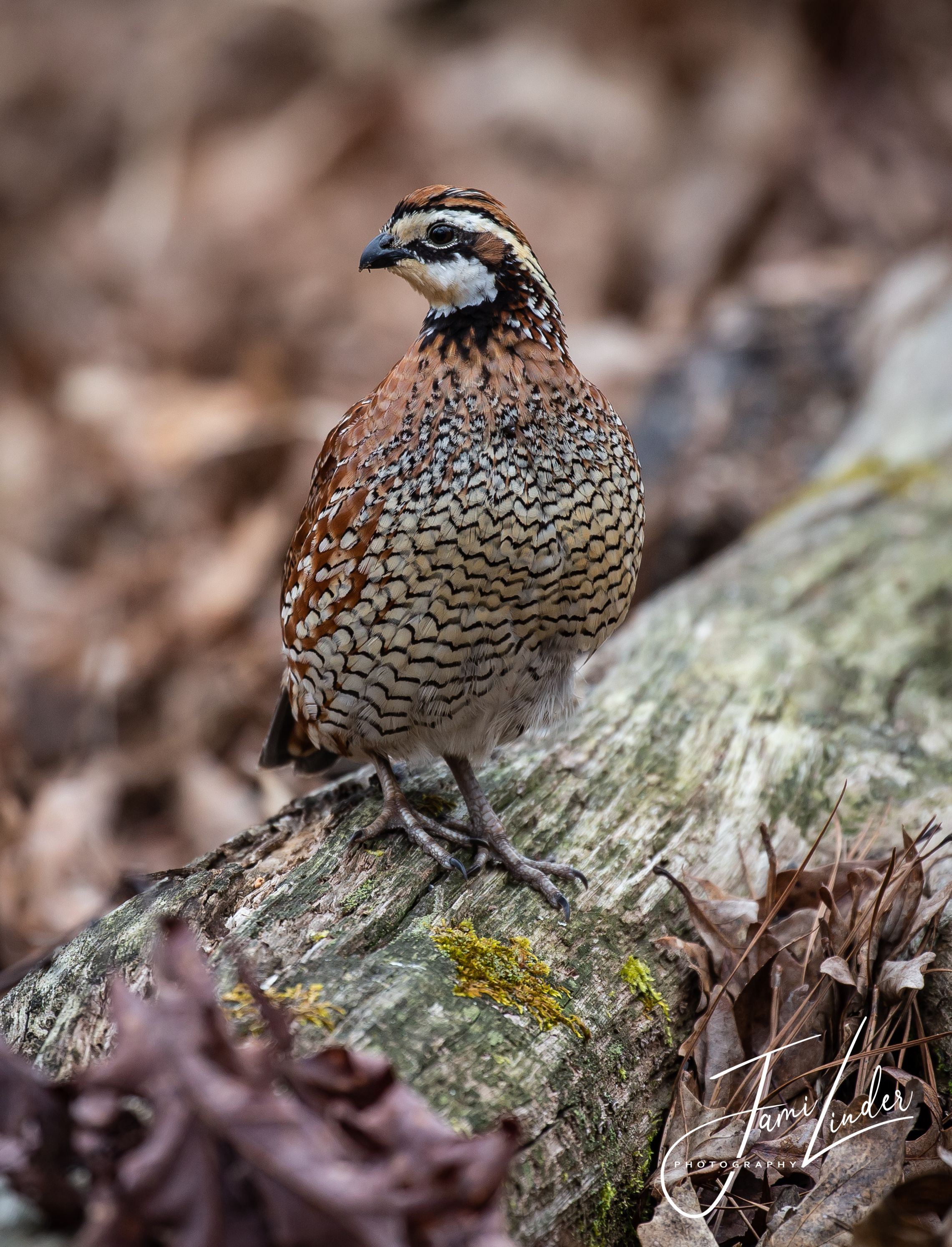 Northern Bobwhite Quail - Jami Linder Photography