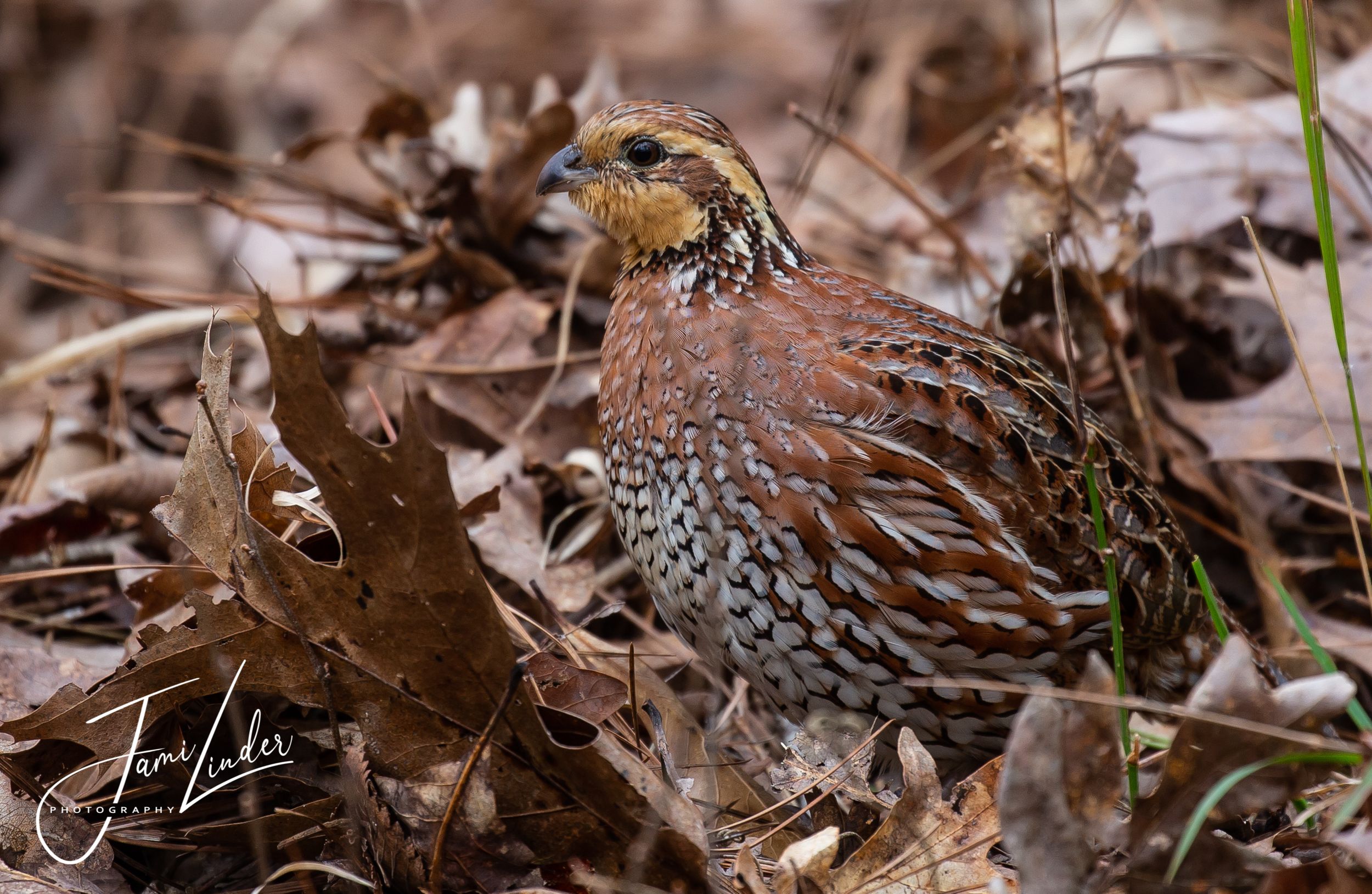 Northern Bobwhite Quail - Jami Linder Photography
