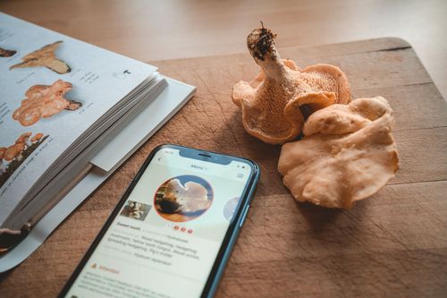 Foraging Equipment Essentials - The Grizzly Forager: The Definitive ...