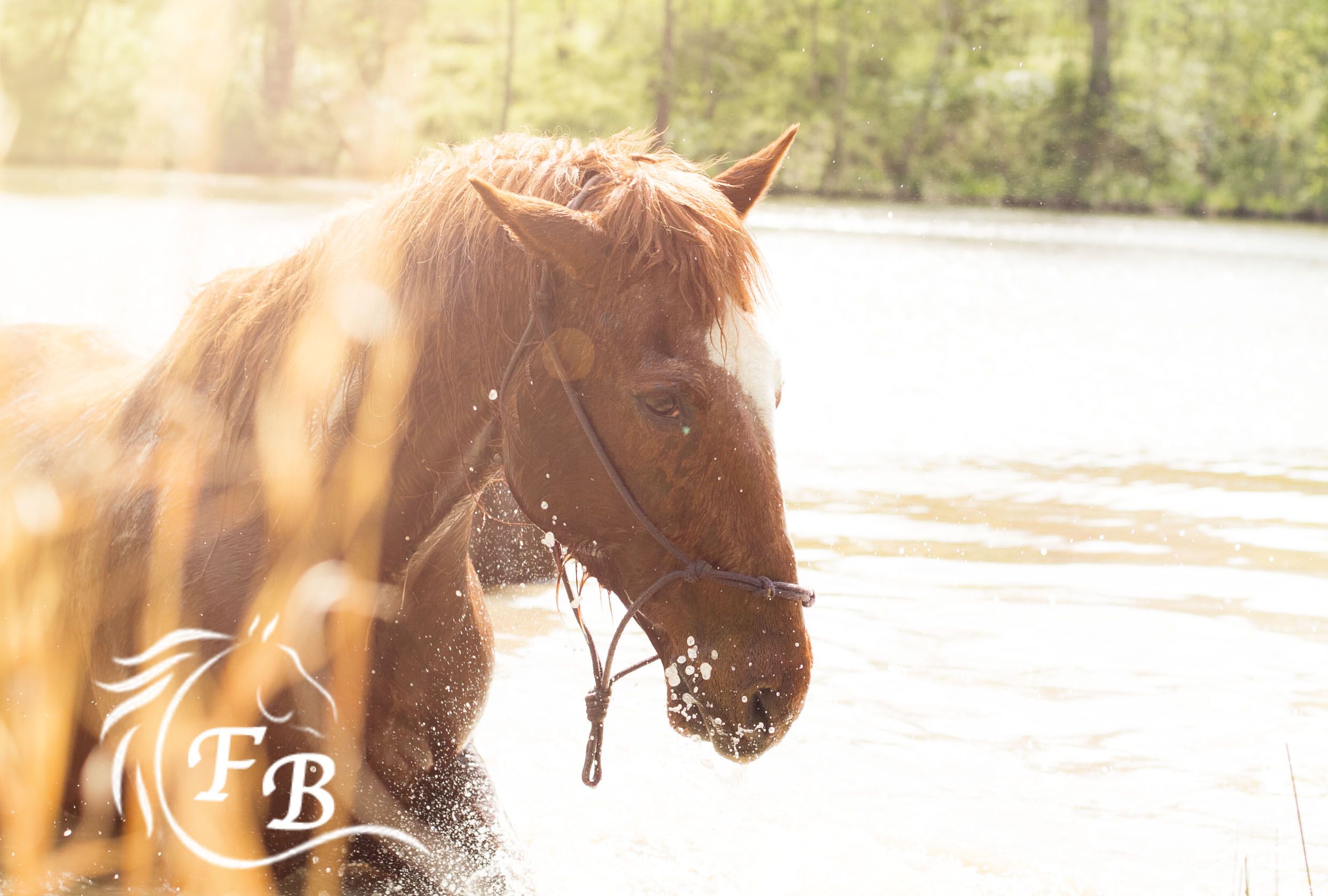 What you looking at? - Flashbacks Photography