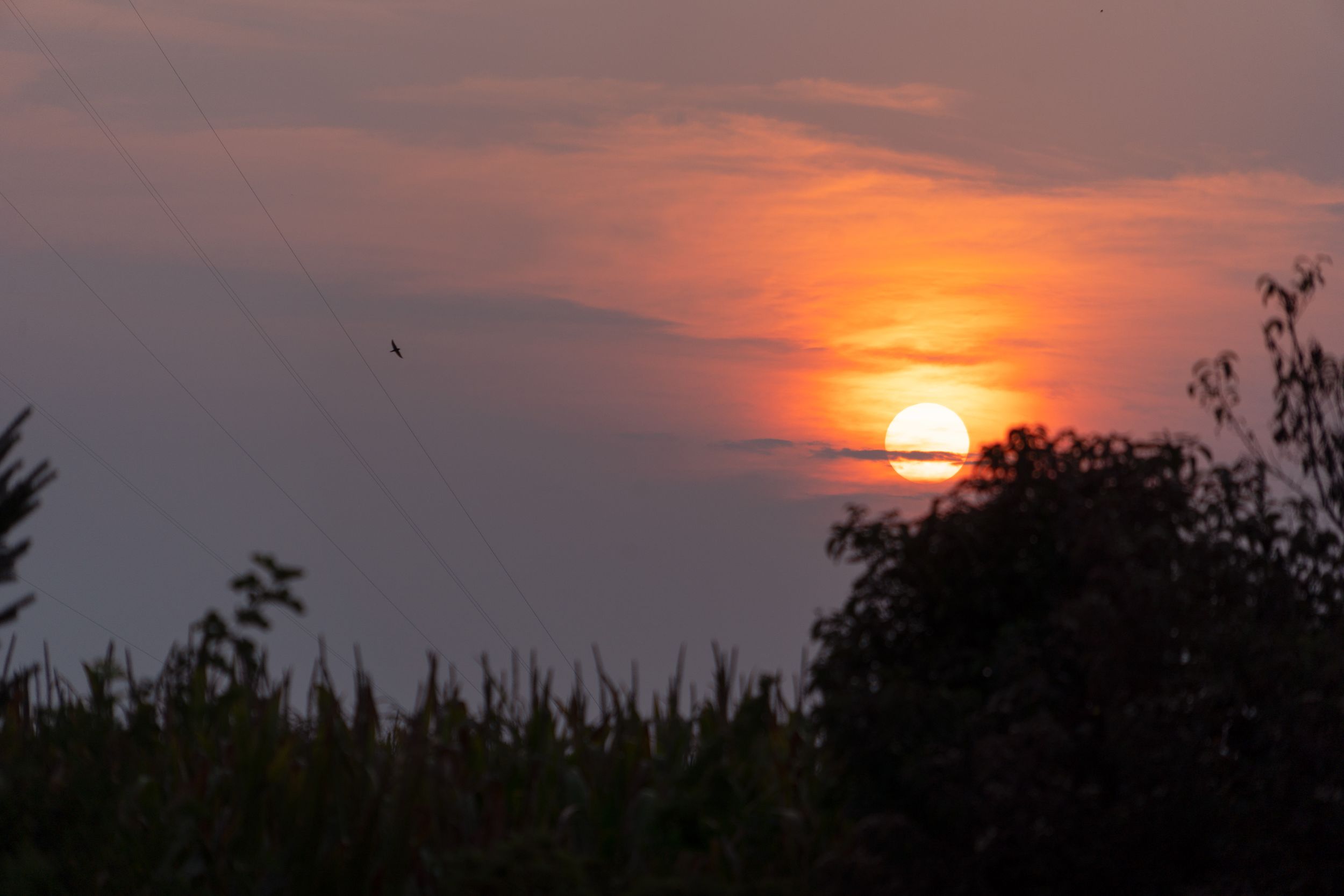 Nature Photography - Donna Fazio - Photographer