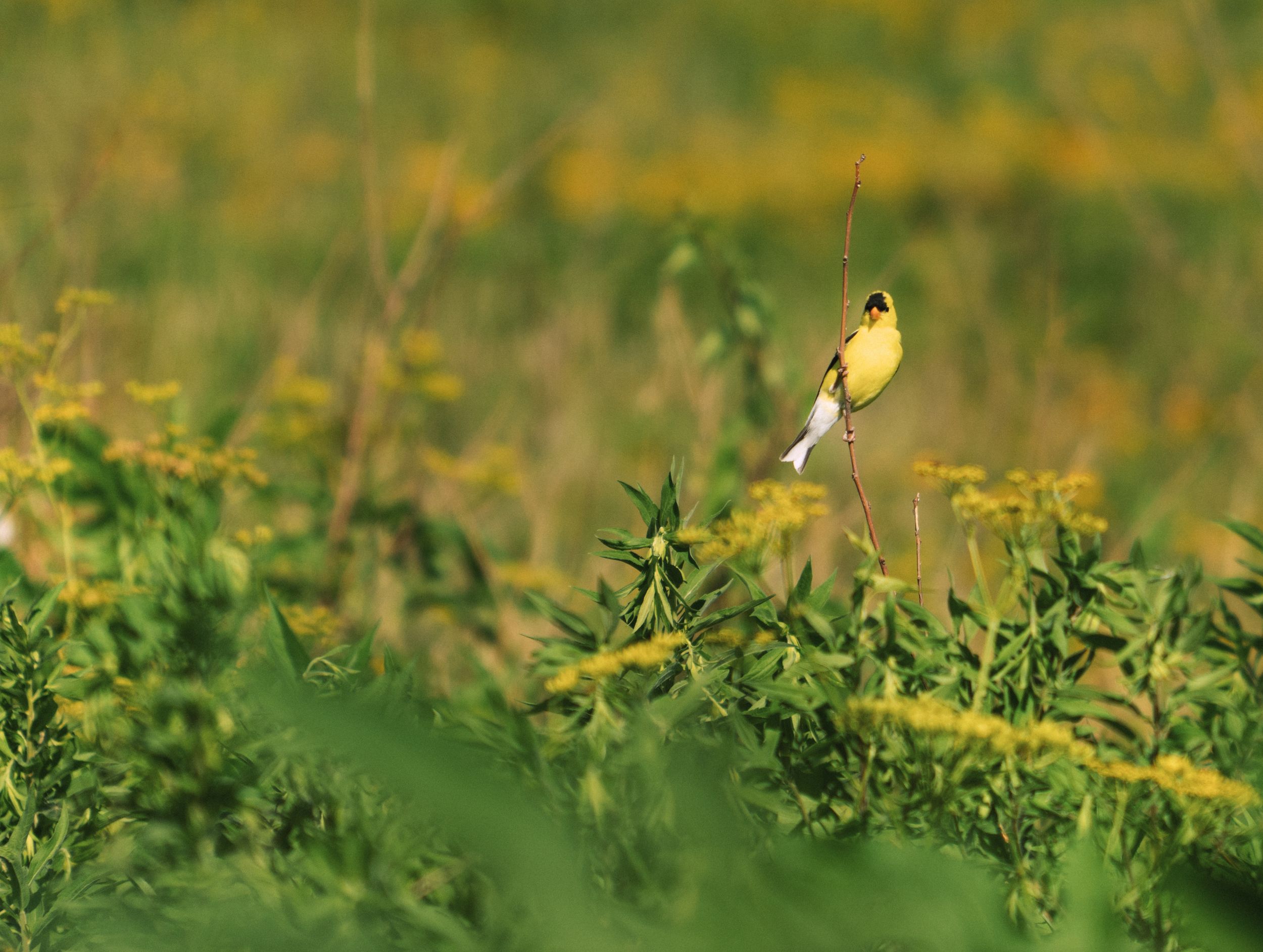 Nature Photography - Donna Fazio - Photographer