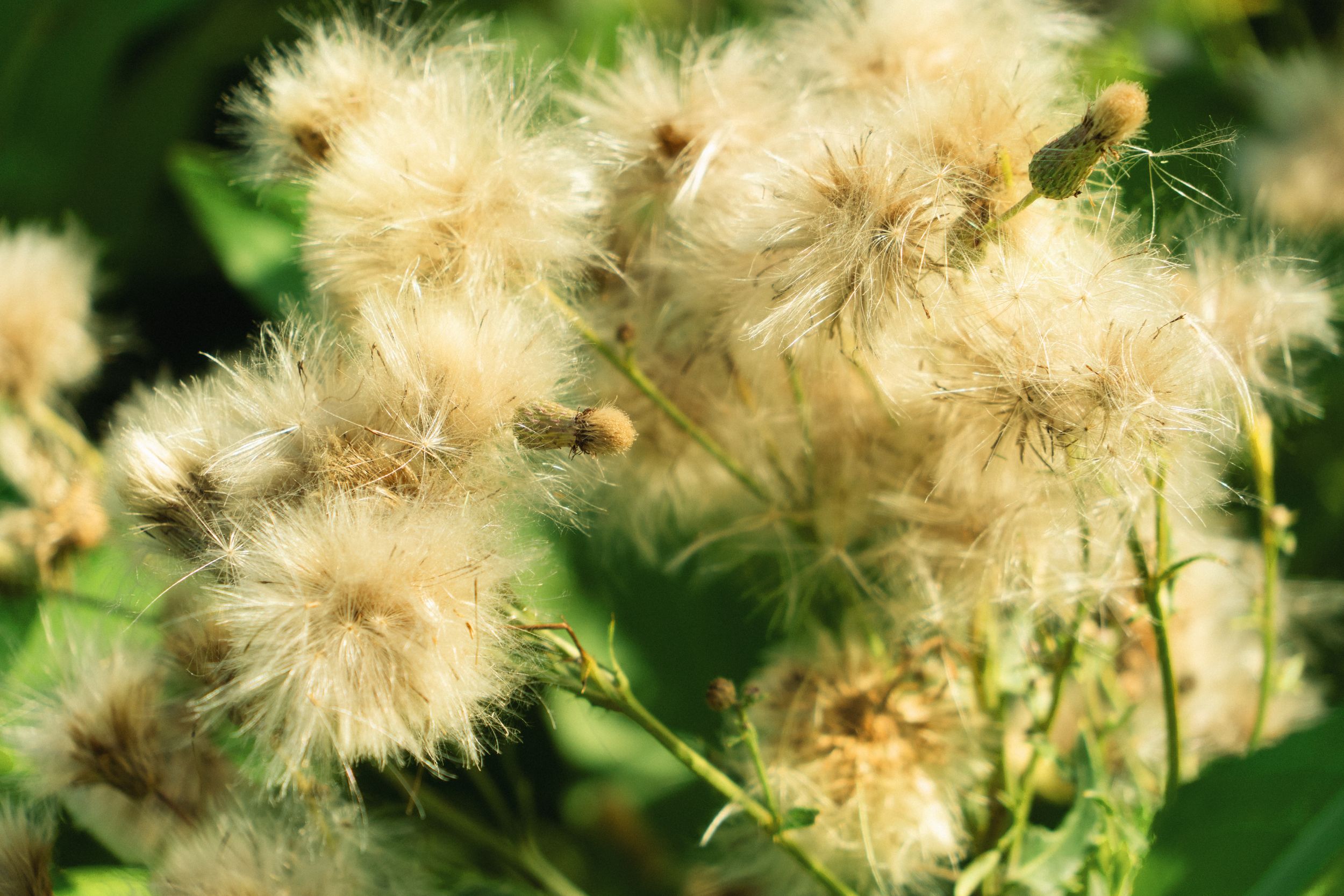 Nature Photography - Donna Fazio - Photographer