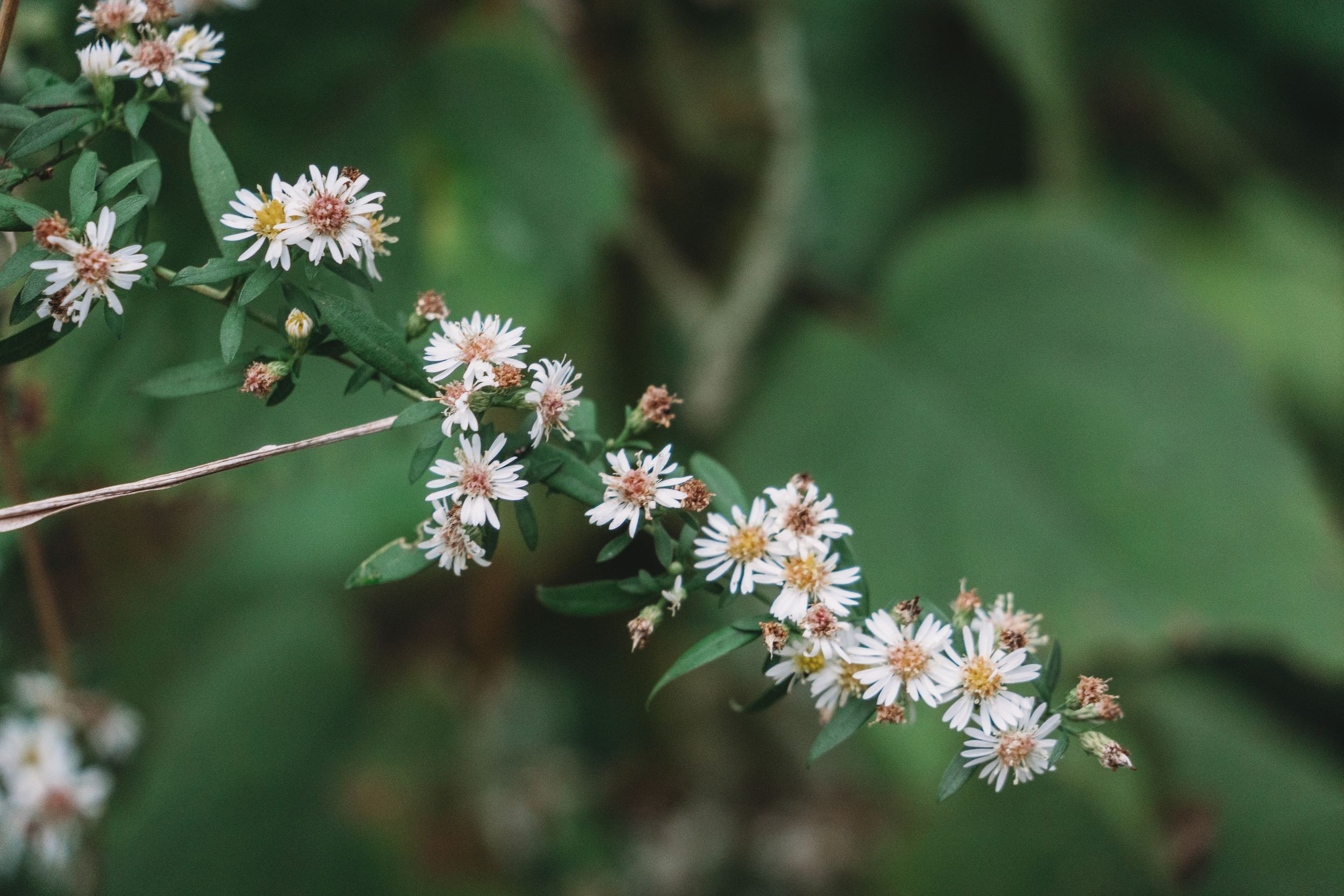 Nature Photography - Donna Fazio - Photographer