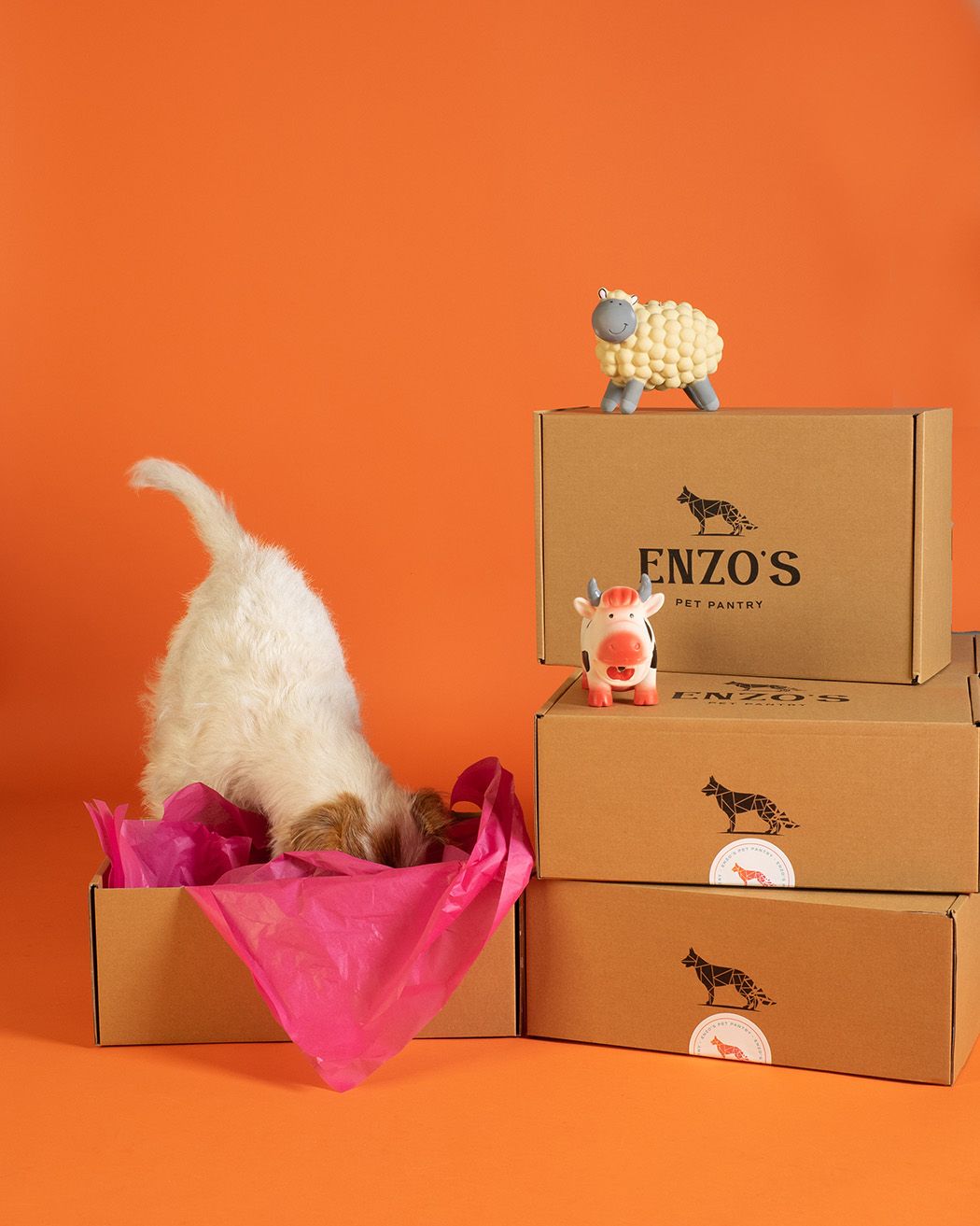 Enzo's Pet Pantry - You and the Dog London dog photographer