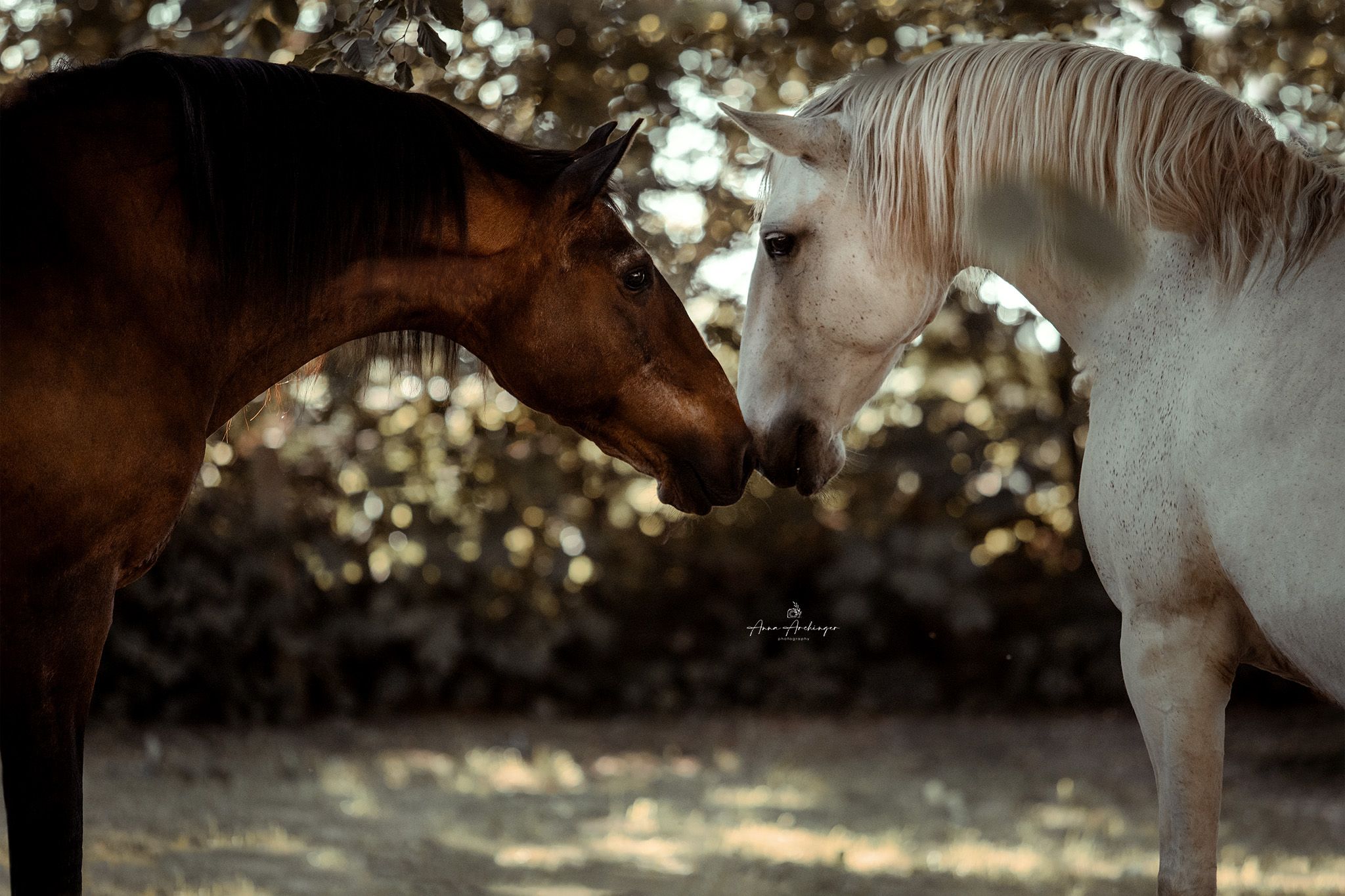 How to find the right photographer for you and your horse - Anna Archinger | Horse Photography
