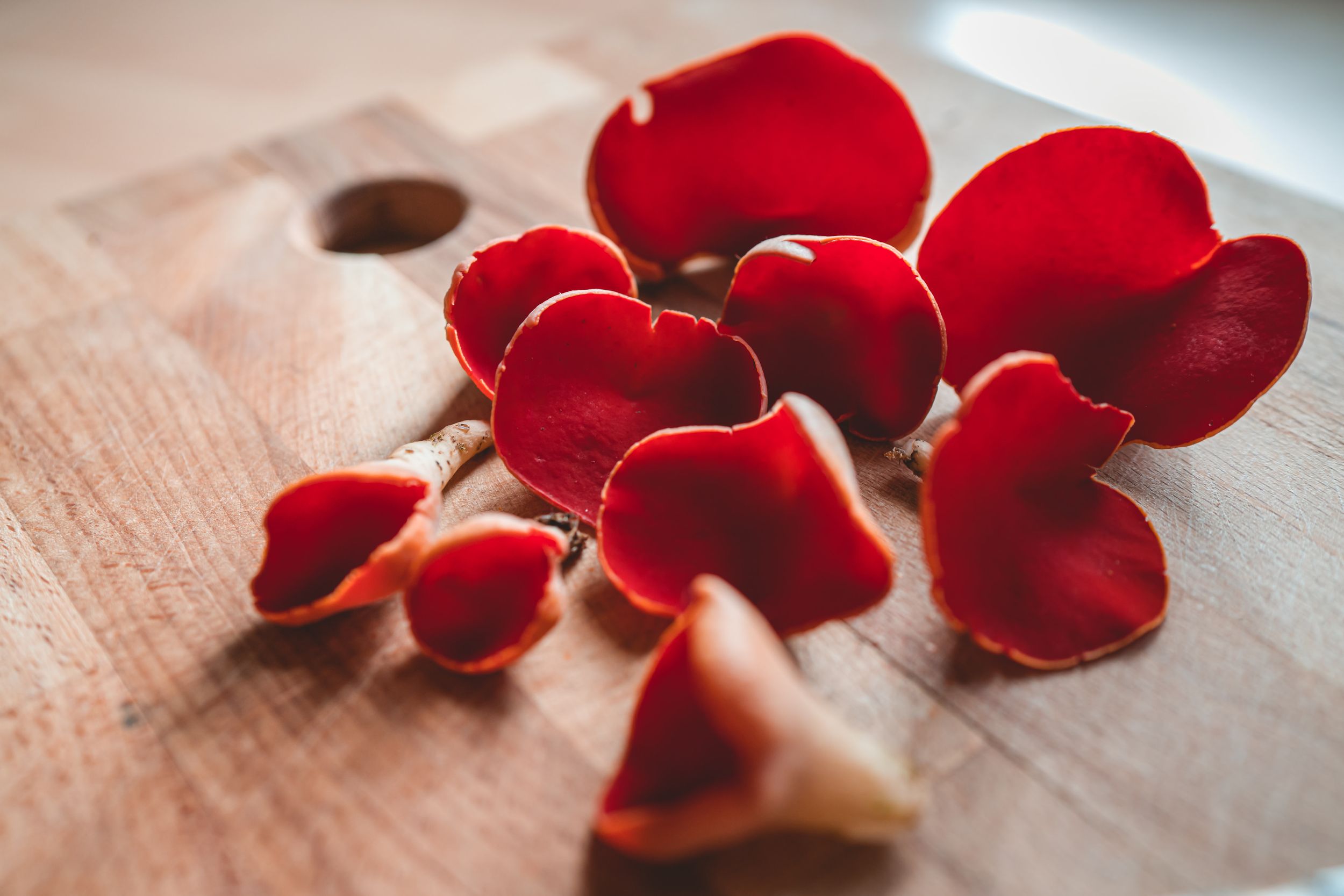 Scarlet or Ruby Elf Cup - The Grizzly Forager: The Definitive Guide to ...