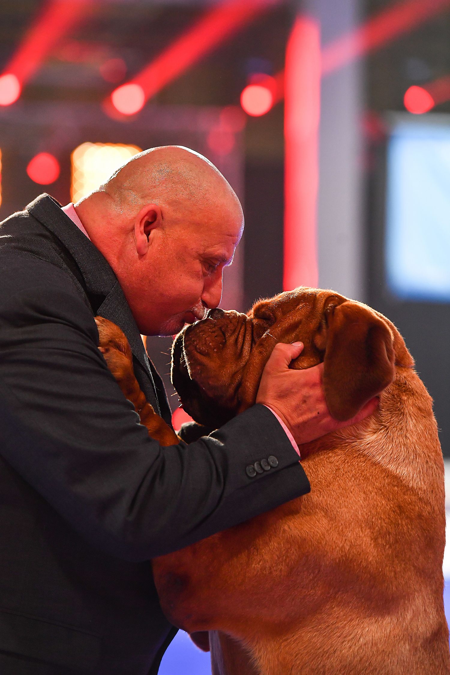 Dog shows - Alex Design - AXD