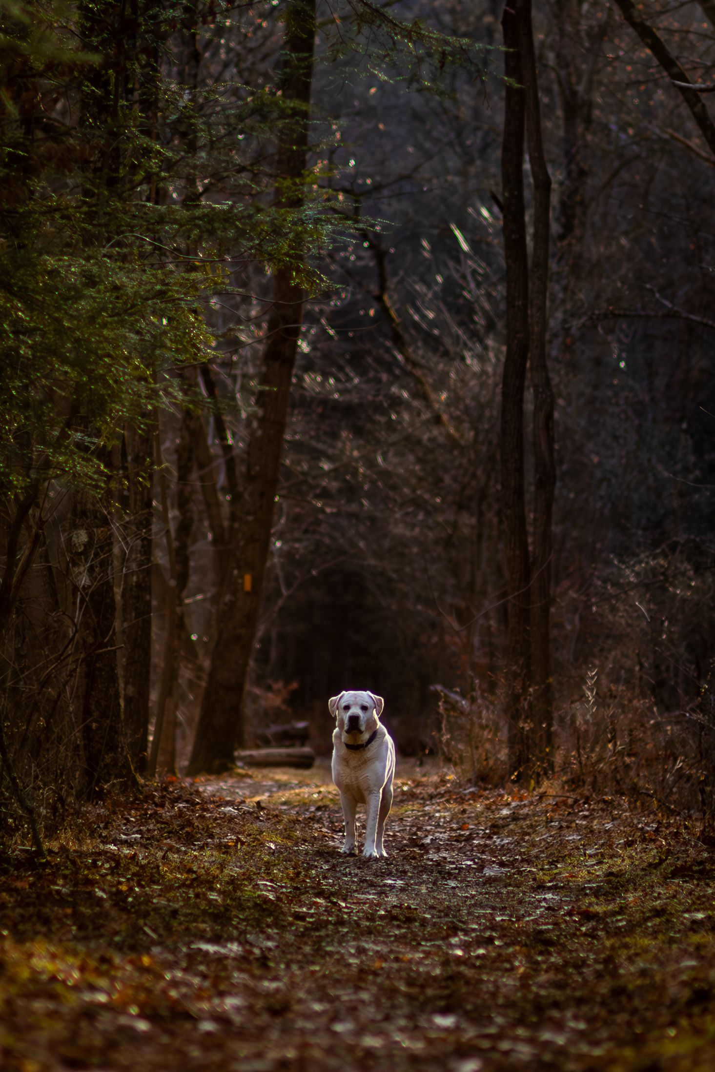 Pets & Animals - Brandon Pierce Media