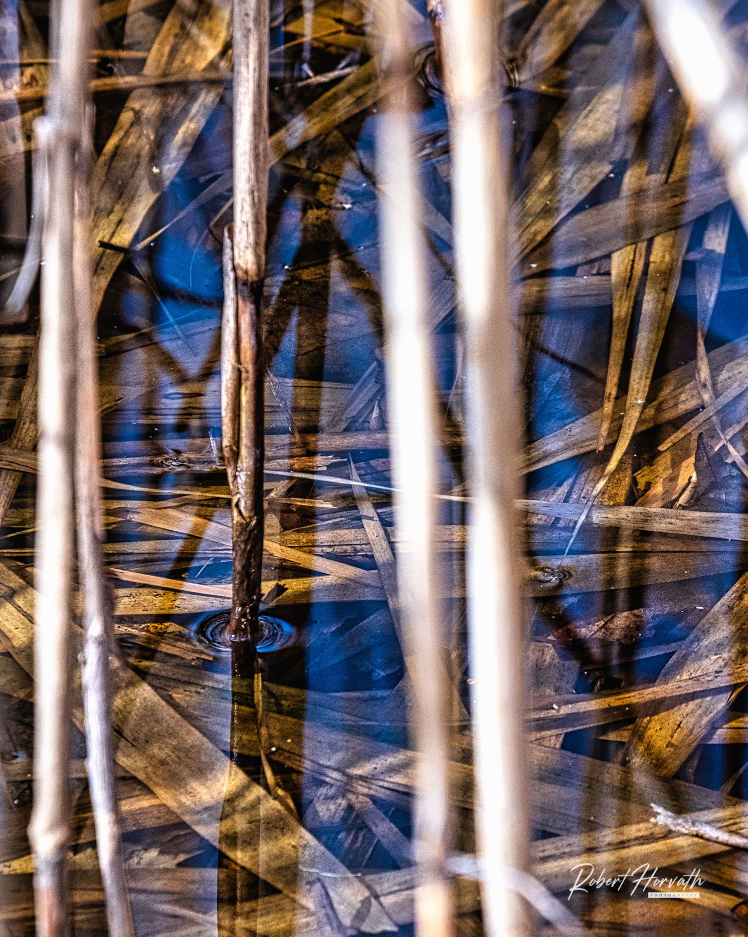 Robert Horvath Photography