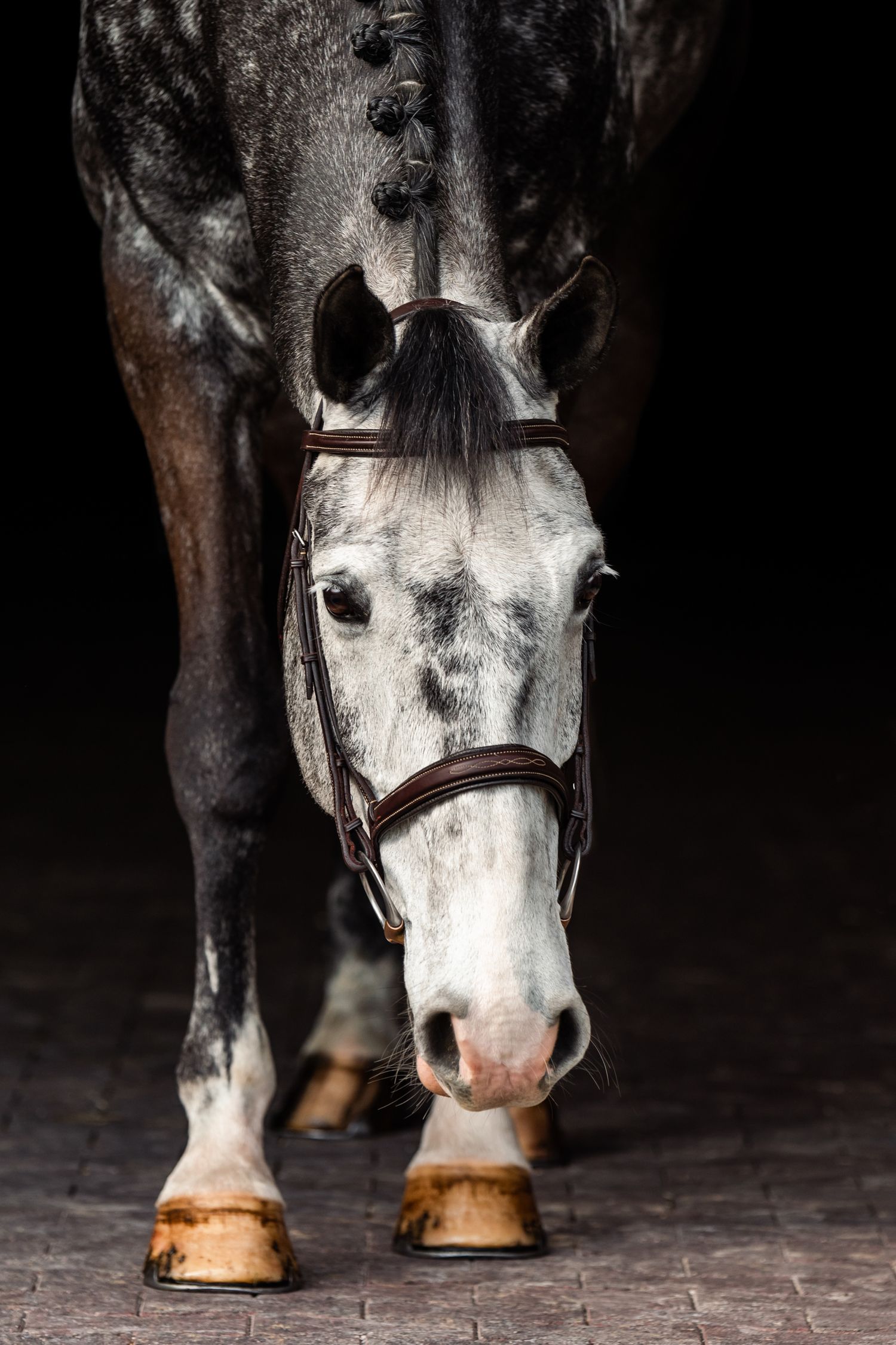 Equine Black Background Portraits - Buffalo, WNY Horse and Pet ...